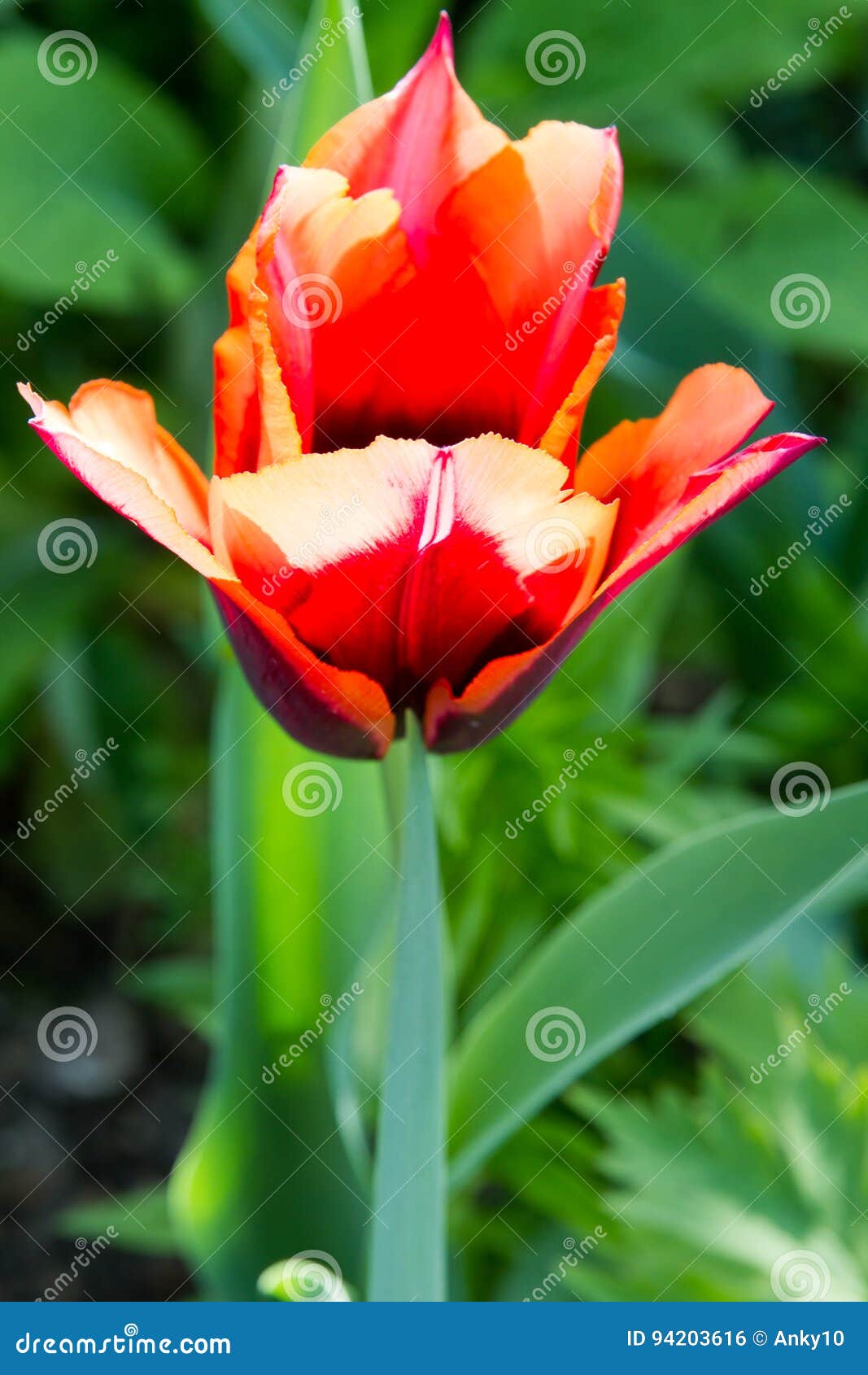 Kleurrijke Oranje En Rode Tulp Stock Foto - Image of openlucht, ontwerp ...