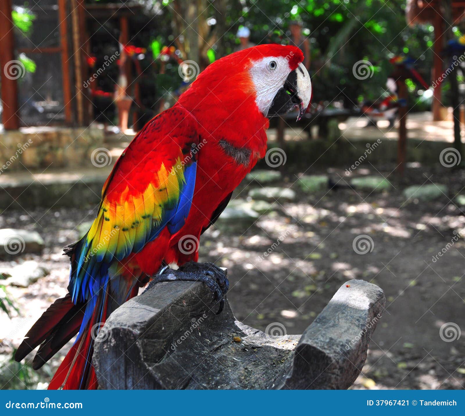 Kleurrijke papegaai stock afbeelding. Image of exotisch - 37967421