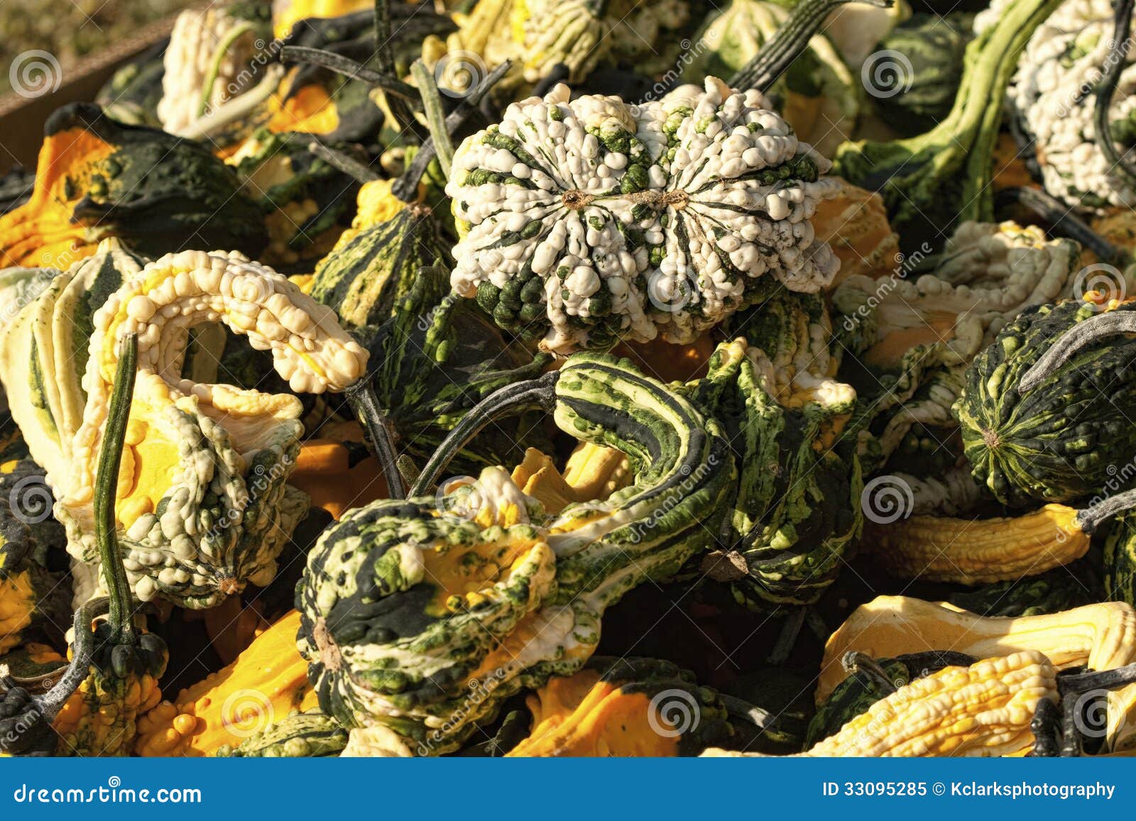 Kleurrijke Sierpompoen stock afbeelding. Image of wratten - 33095285