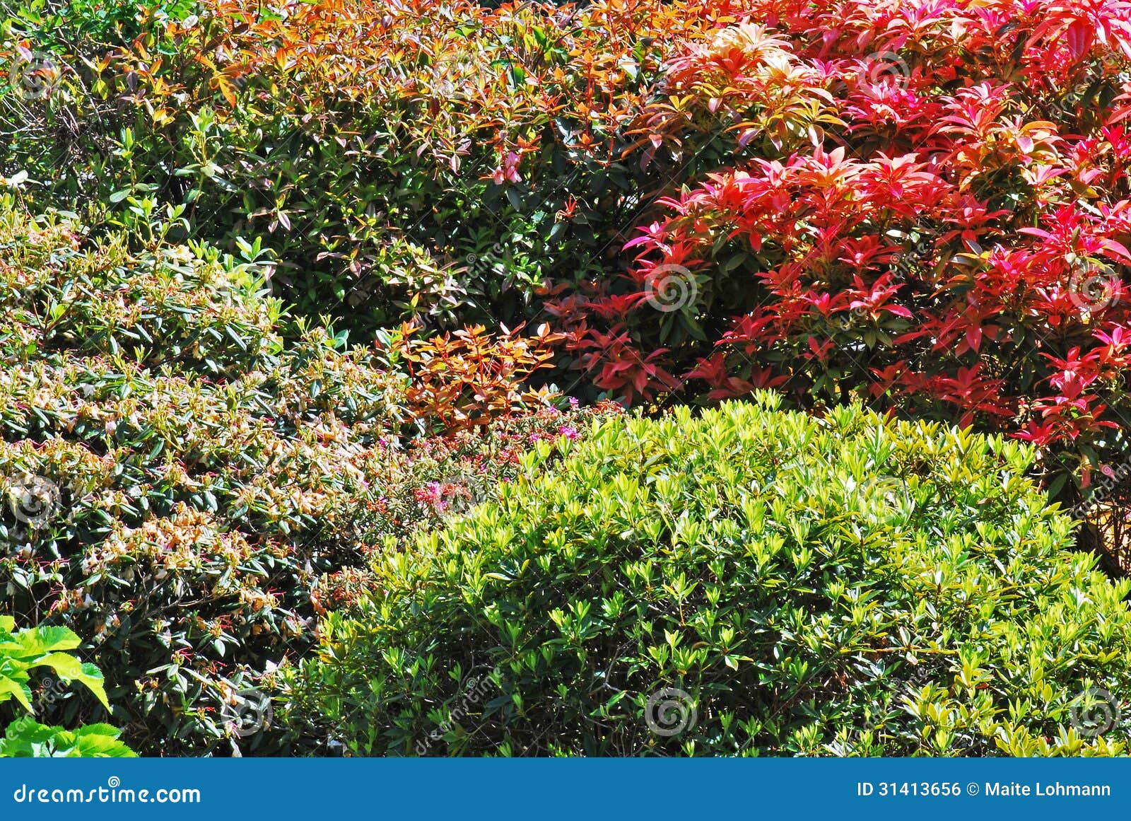 Kleurrijke struiken