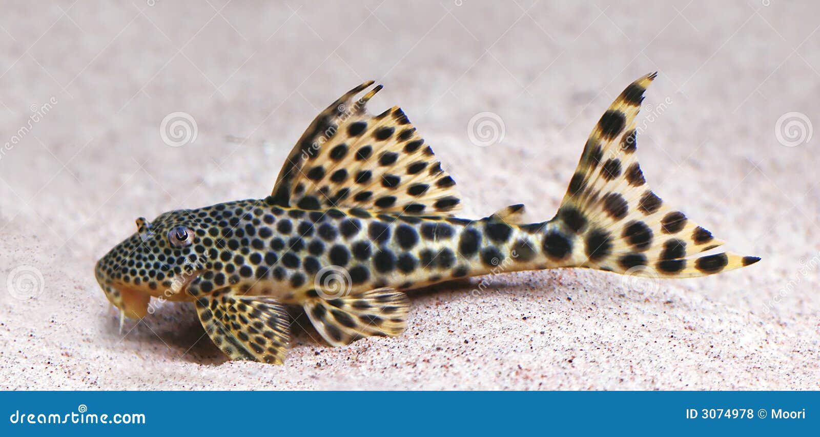 Kleurrijke Tropische Katvis Stock Foto - Image of kleurrijk, onderwater ...