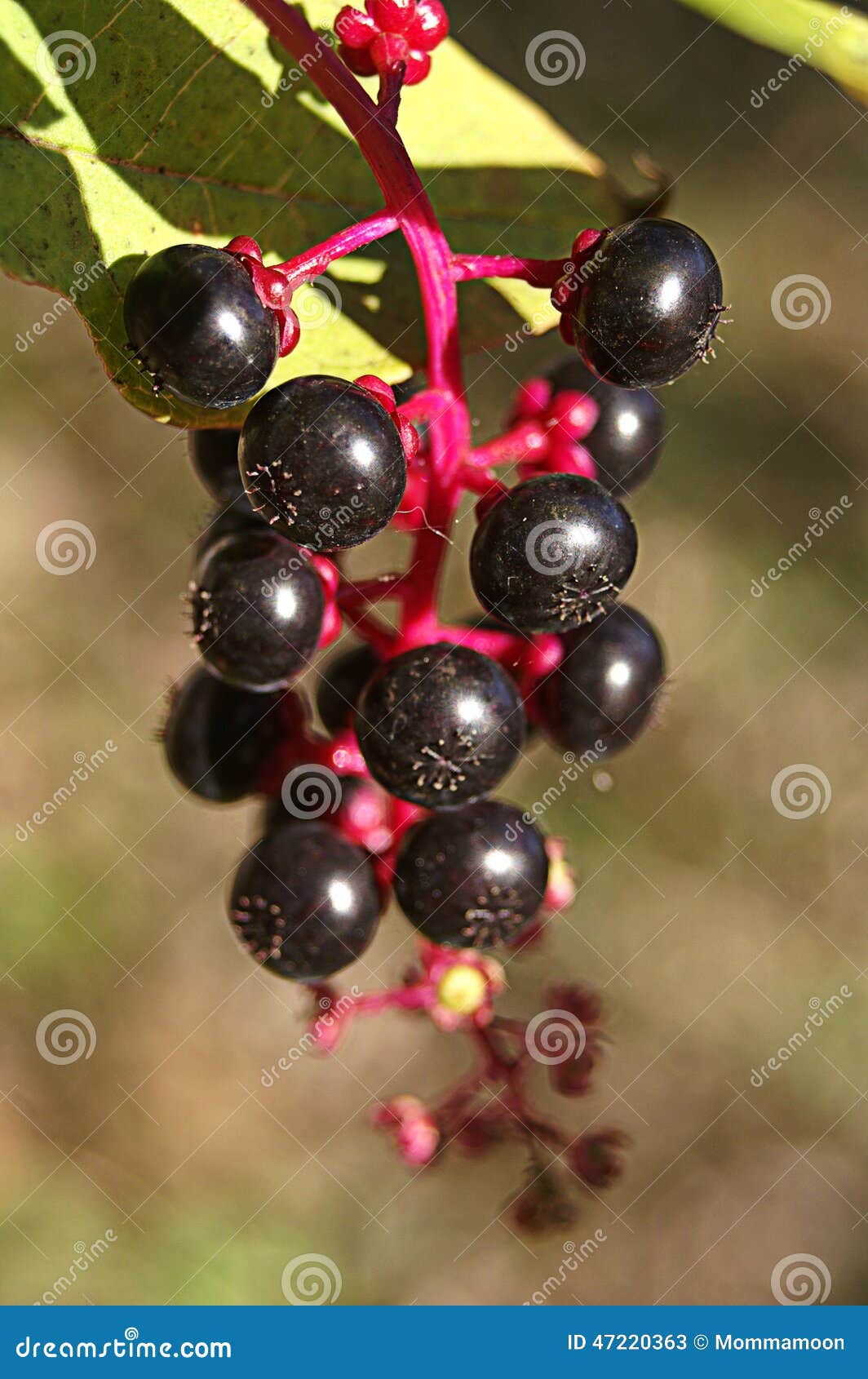 Kleurrijke Wilde Bessen stock afbeelding. Image of zomer - 47220363