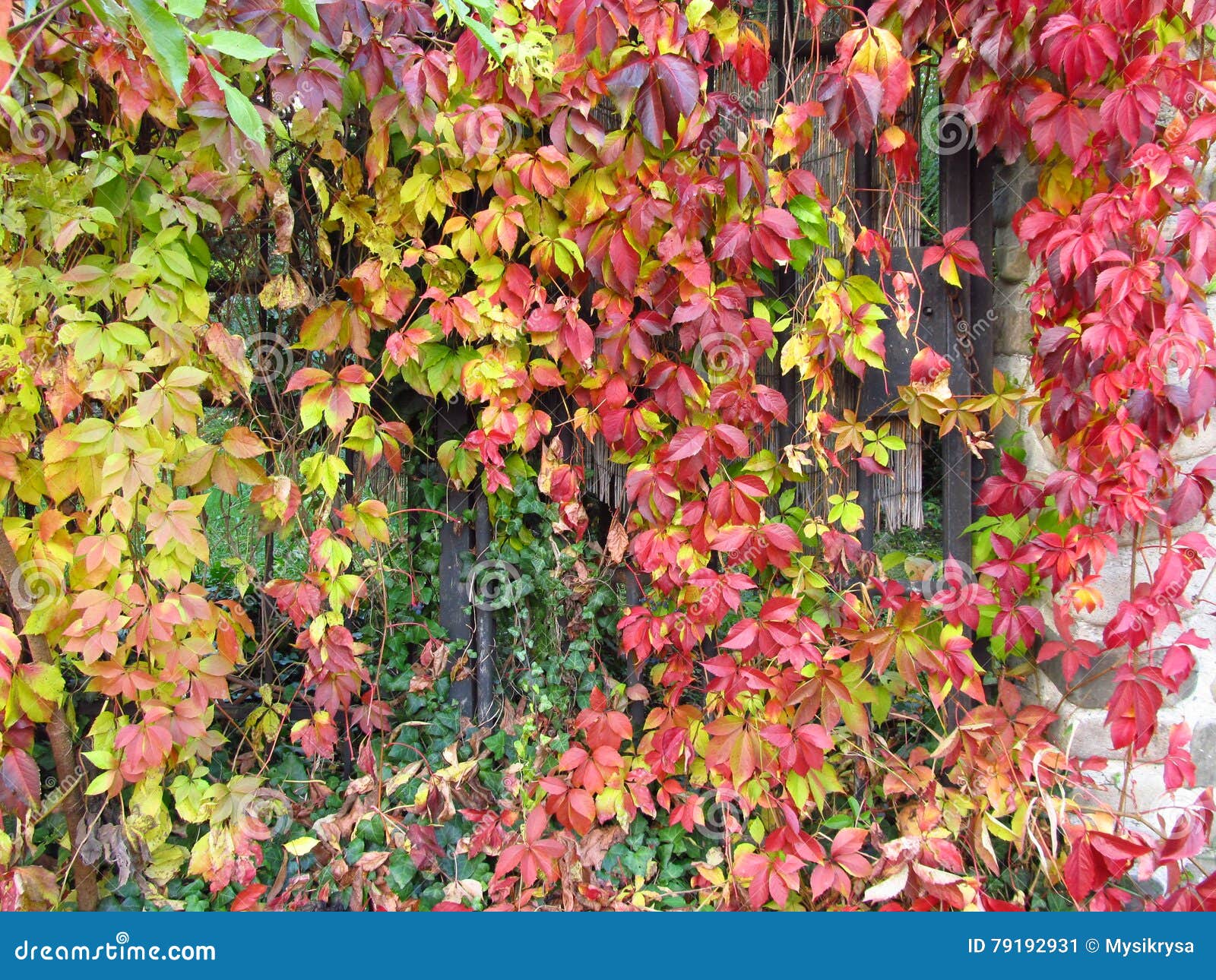 Kleurrijke wilde wingerd stock afbeelding. Image of levendig - 79192931