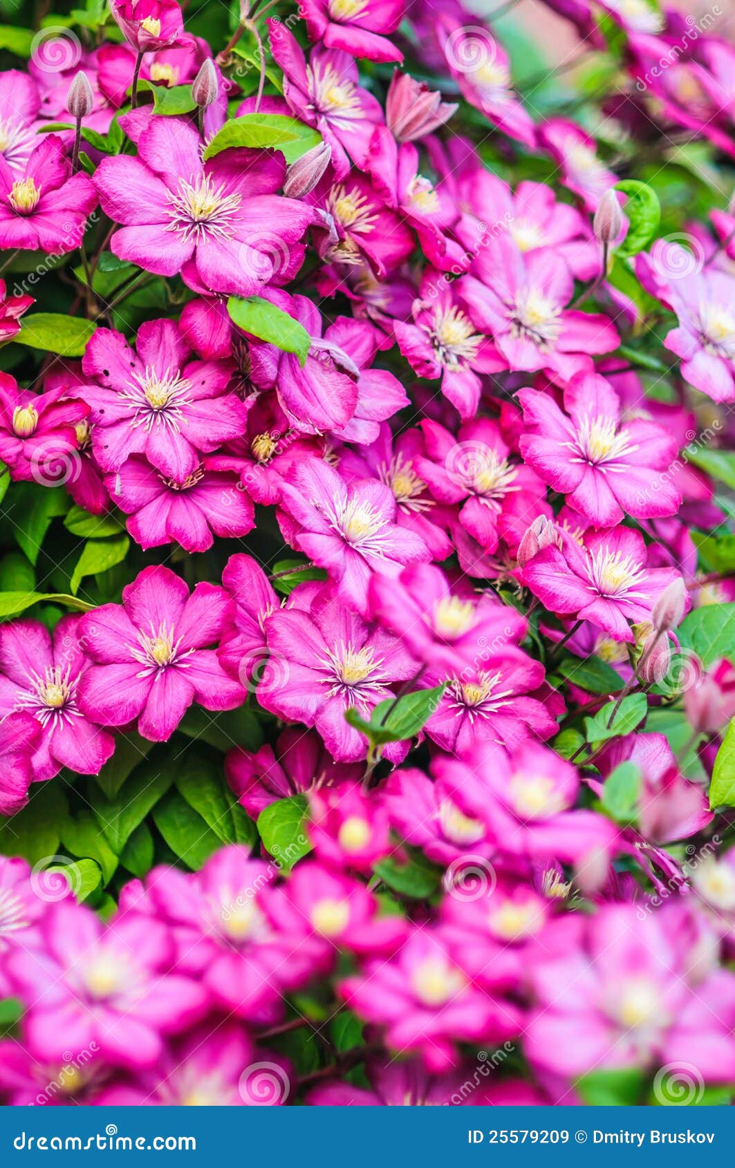 Klimatis stock image. Image of gardening, beauty, creeper - 25579209