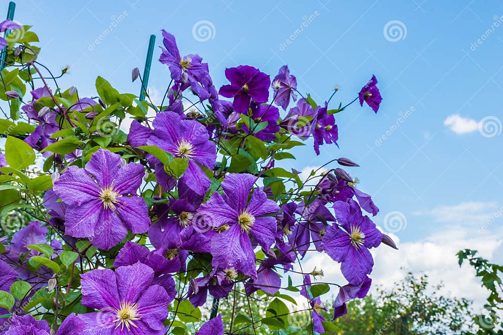 Klimatis stock image. Image of horticulture, living, beautiful - 42542445