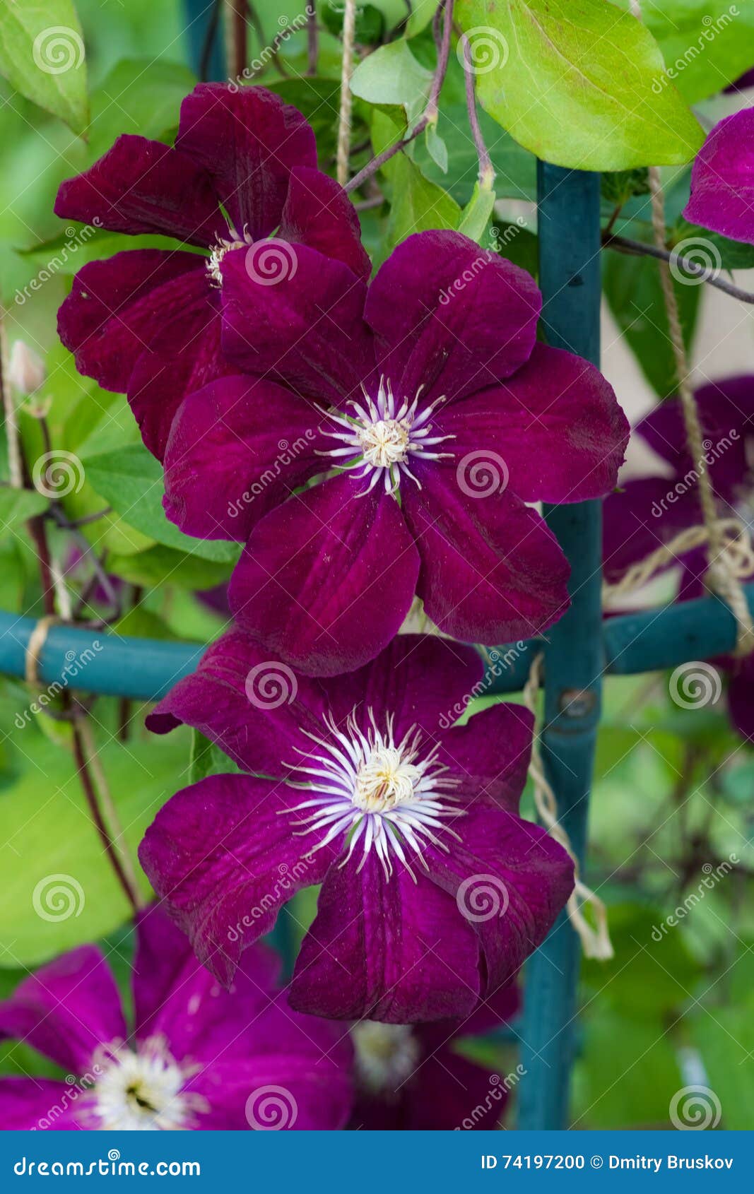 Klimatis purple flower stock photo. Image of decorative - 74197200