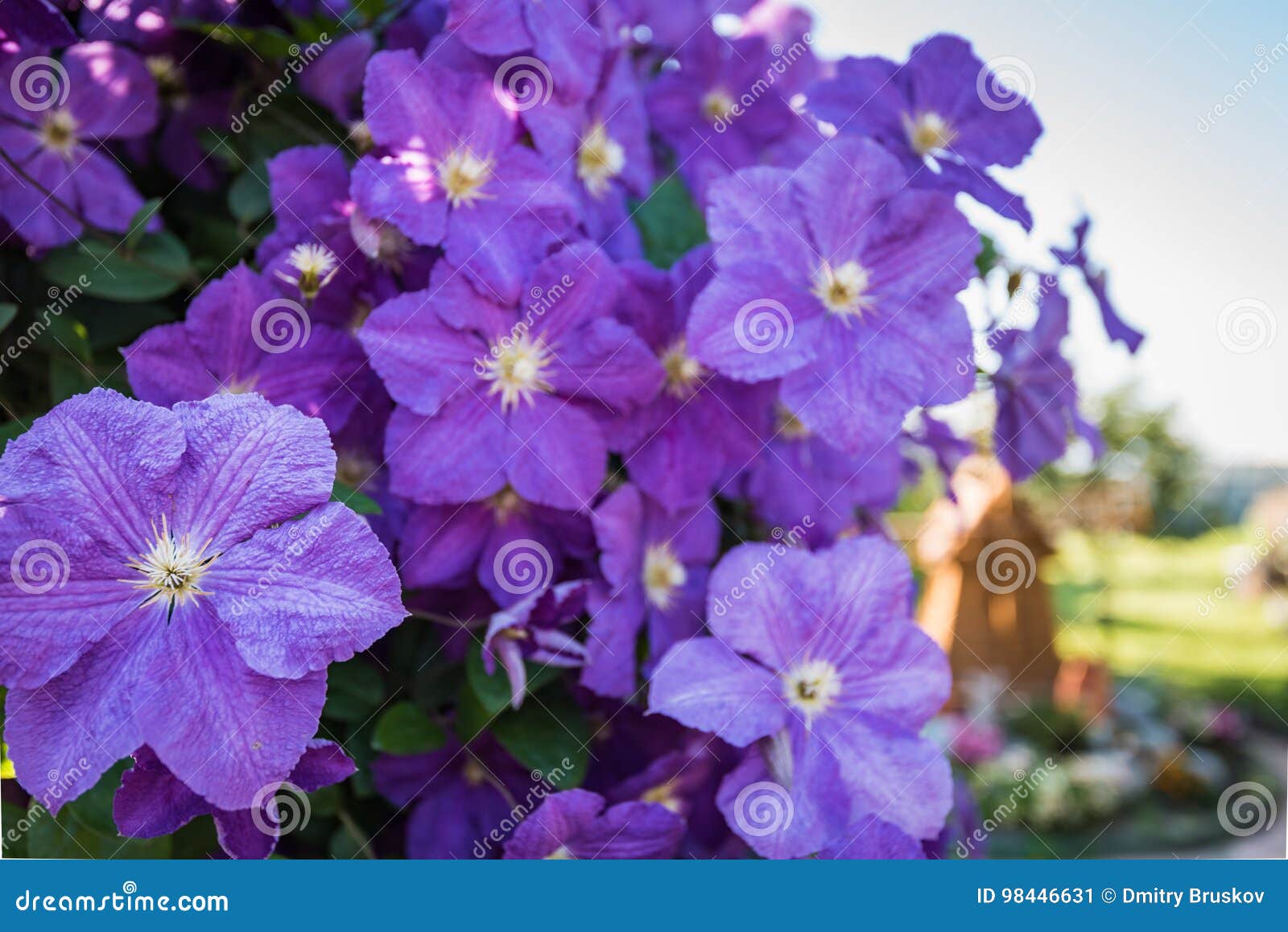 Klimatis purple flower stock image. Image of clematis - 98446631
