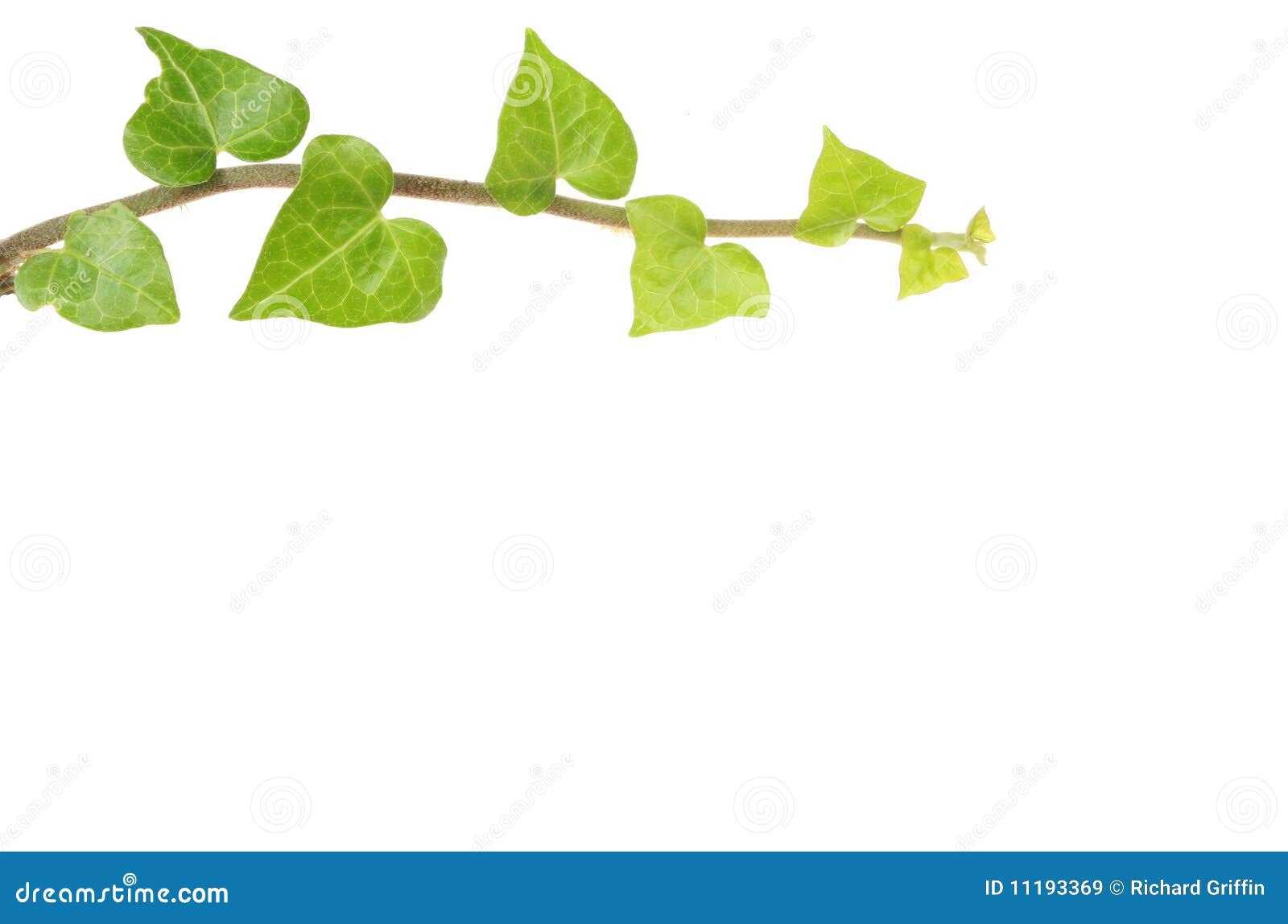 Klimop stock afbeelding. Image of klimop, decoratie, blad - 11193369