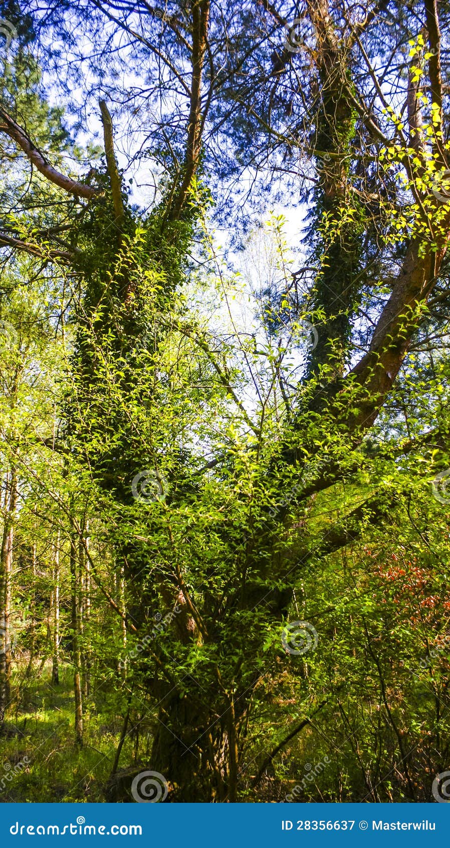 Klimop beklede boom stock afbeelding. Image of vreedzaam - 28356637