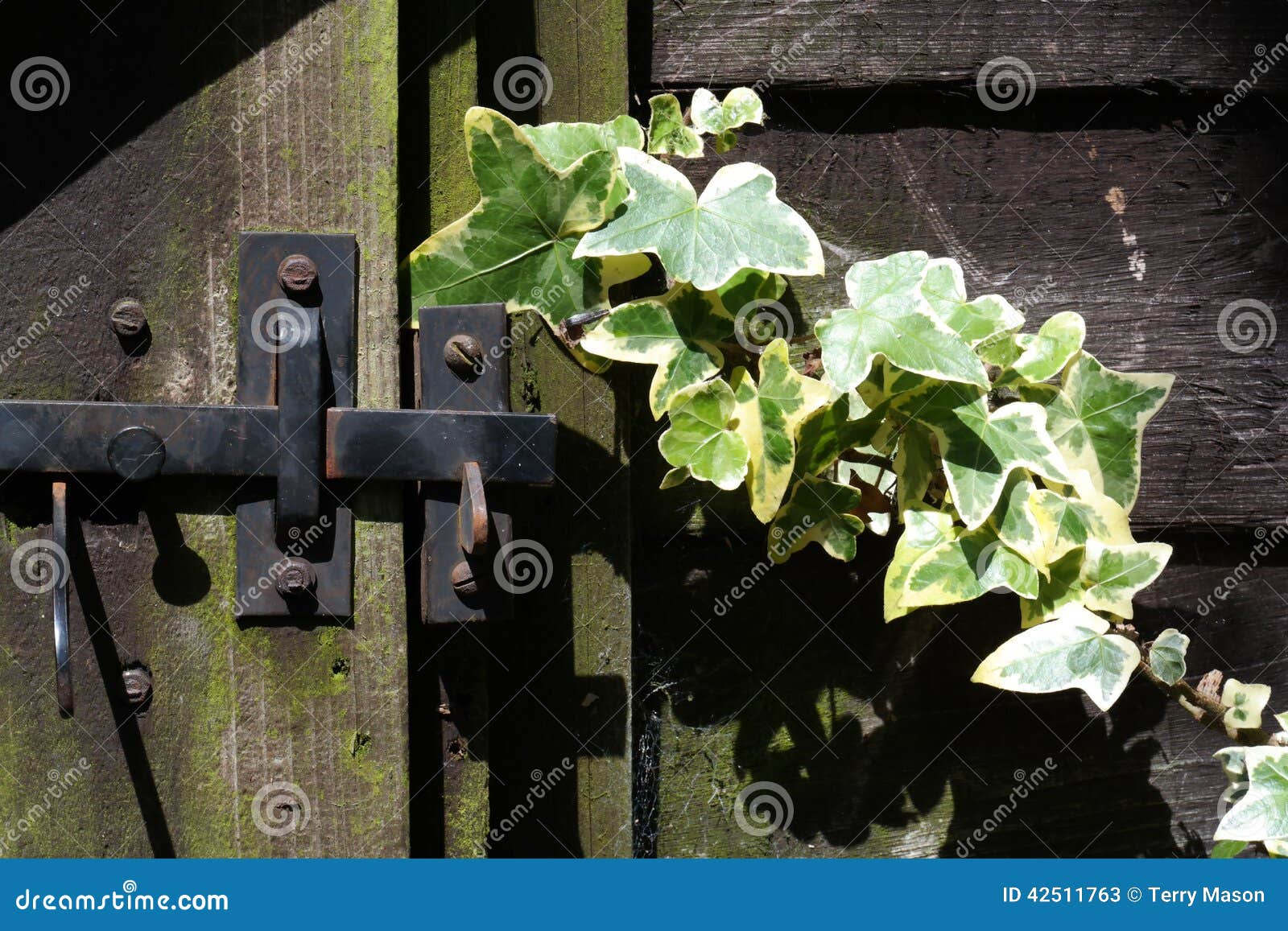 Klimop Het Groeien Naar Poortklink Stock Afbeelding - Image of groei ...