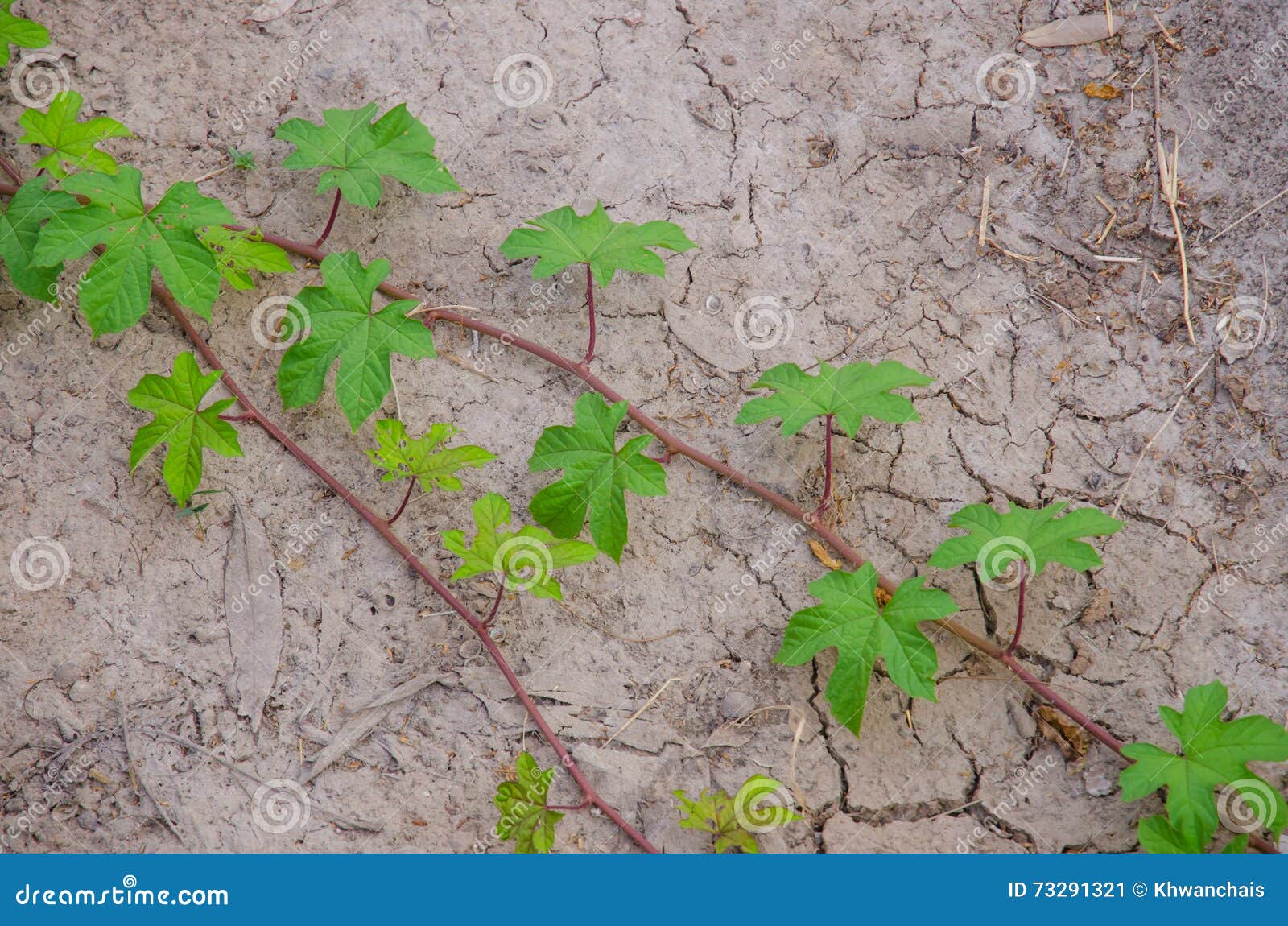 Klimop Het Groeien Op Grond Stock Afbeelding - Image of leef, klimop ... Klimop Het Groeien Op Grond Stock Afbeelding - Image of leef, klimop ...