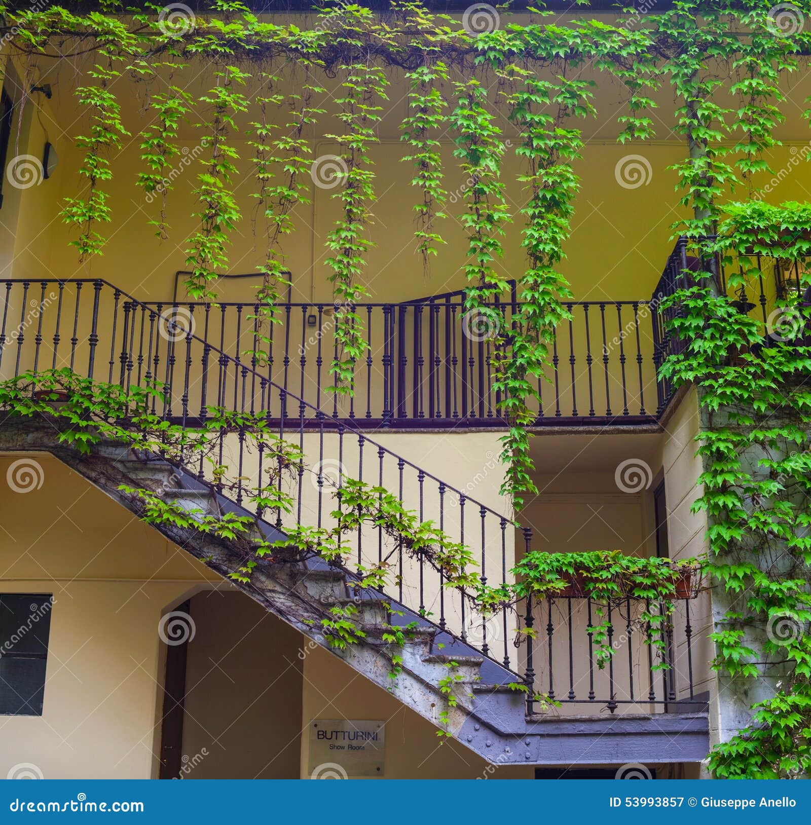 Klimop in het huis, stock afbeelding. Image of organisch - 53993857