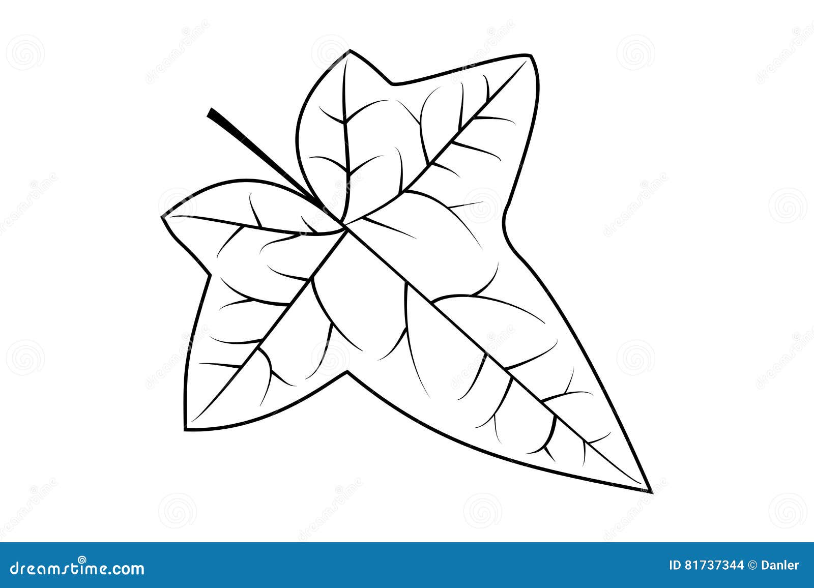 Klimop, klimopblad vector illustratie. Illustration of nave - 81737344