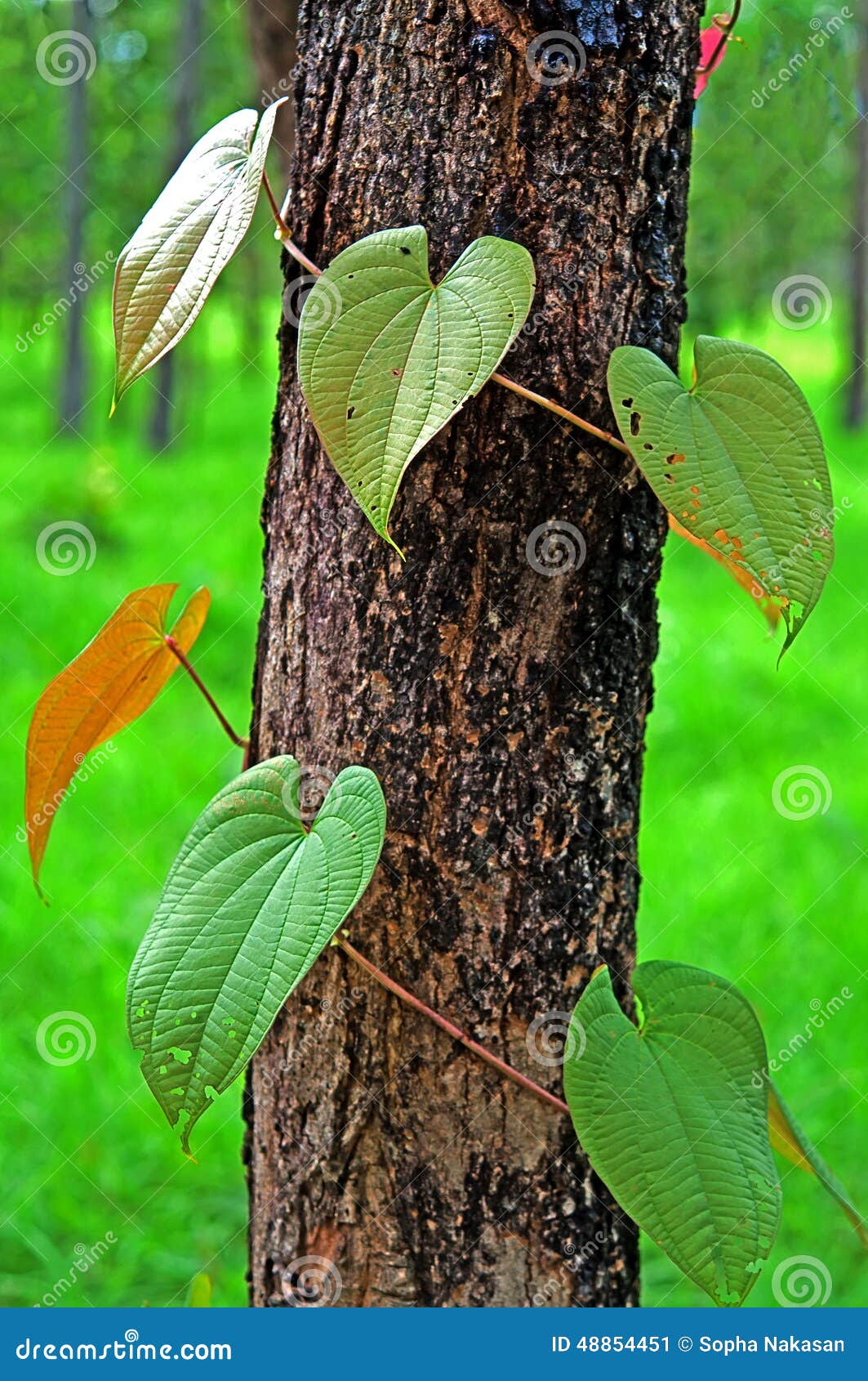 Klimop of Onkruid Op De Boom Stock Afbeelding - Image of beroemd, groot ...