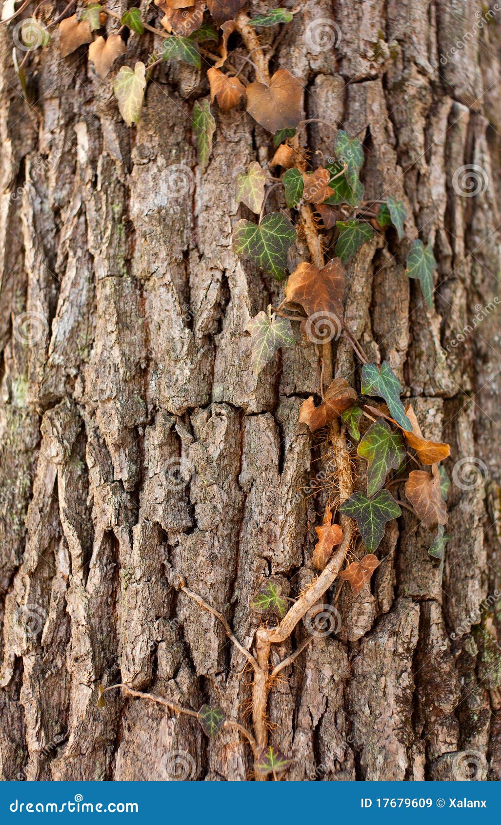 Klimop op boom stock afbeelding. Image of boom, mooi - 17679609