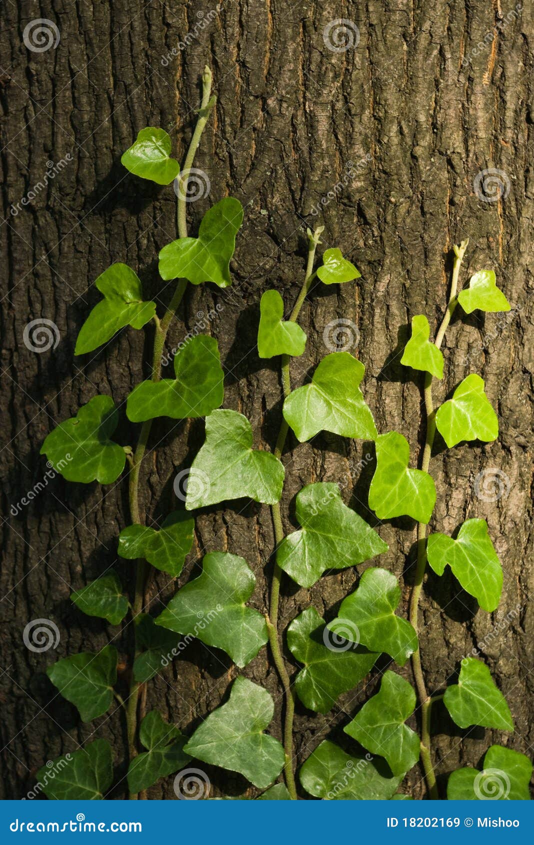 Klimop op boom stock afbeelding. Image of klimmen, klimop - 18202169