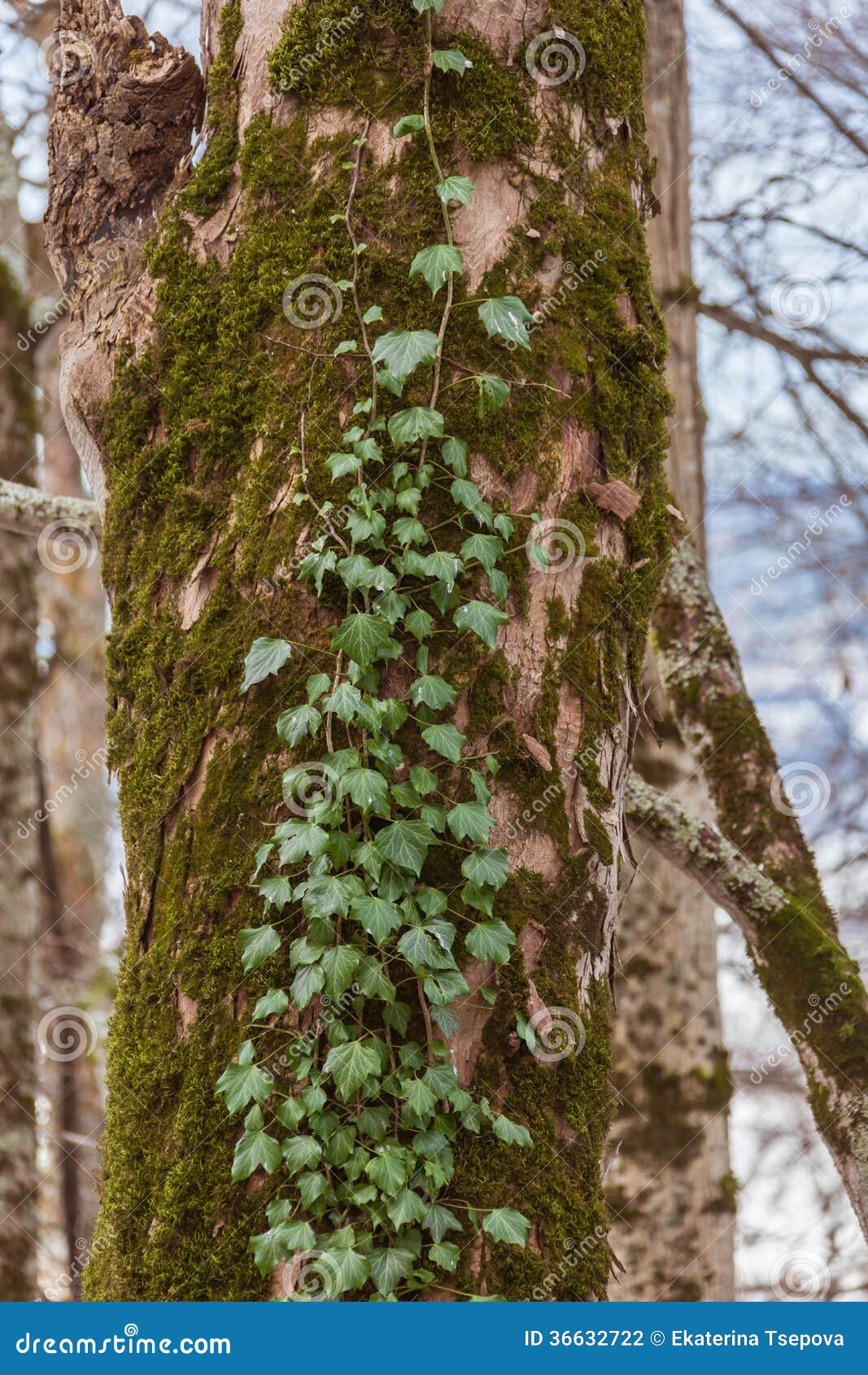 Klimop op boom stock foto. Image of lucht, gebladerte - 36632722