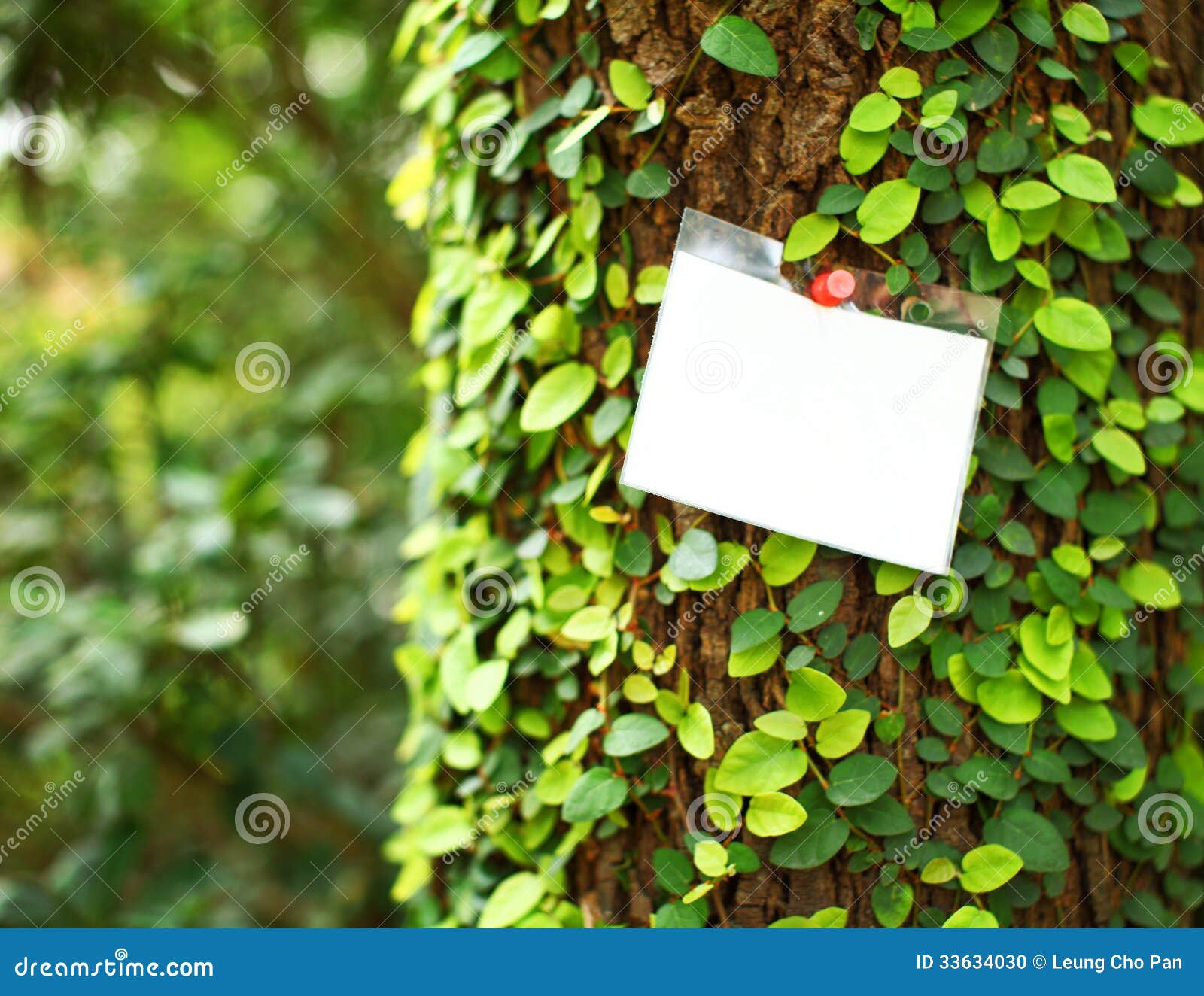 Klimop Op Boom Met Witte Kaart Stock Foto - Image of boom, naughty ...