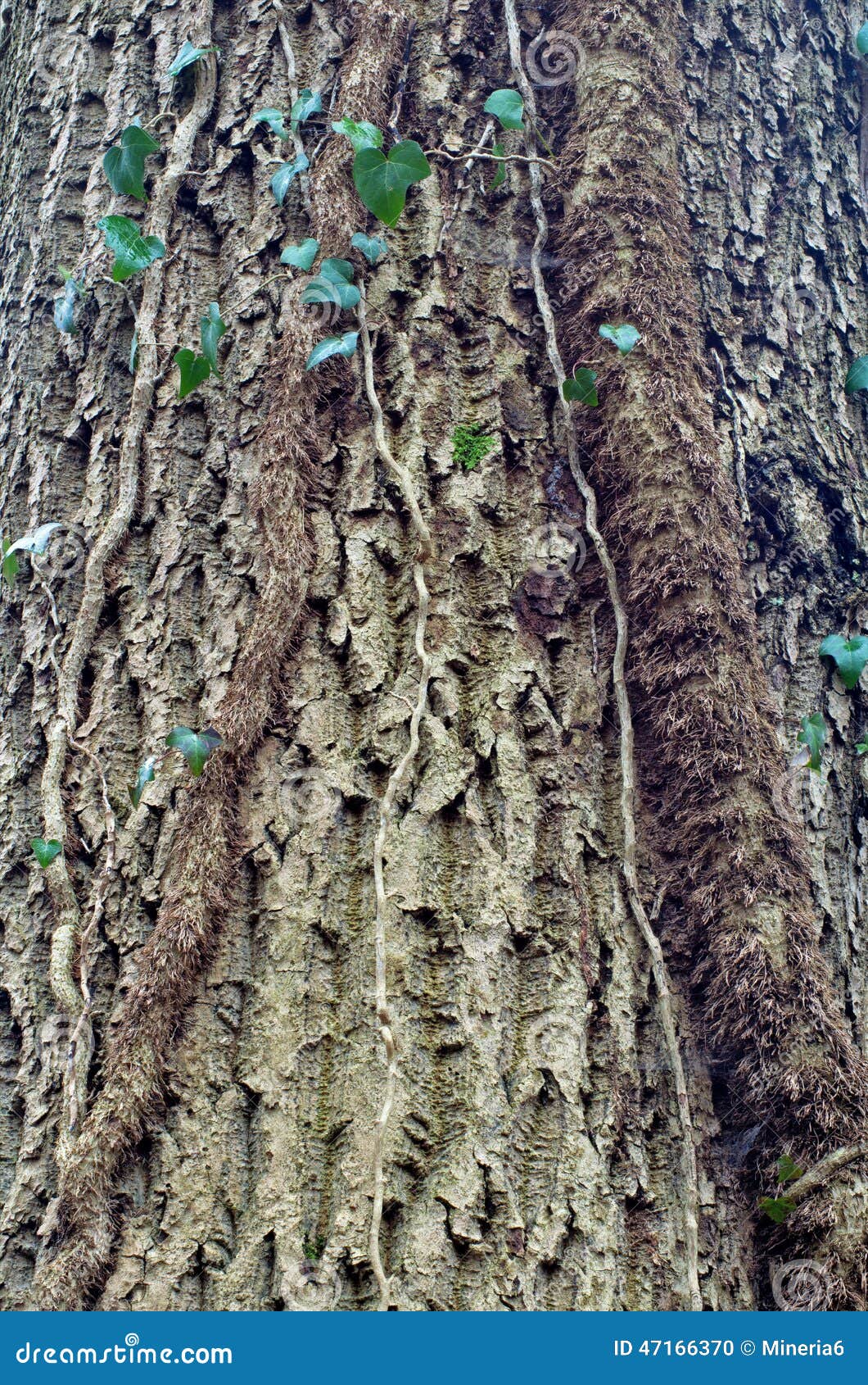 Klimop op boomschors stock foto. Image of groen, blad - 47166370