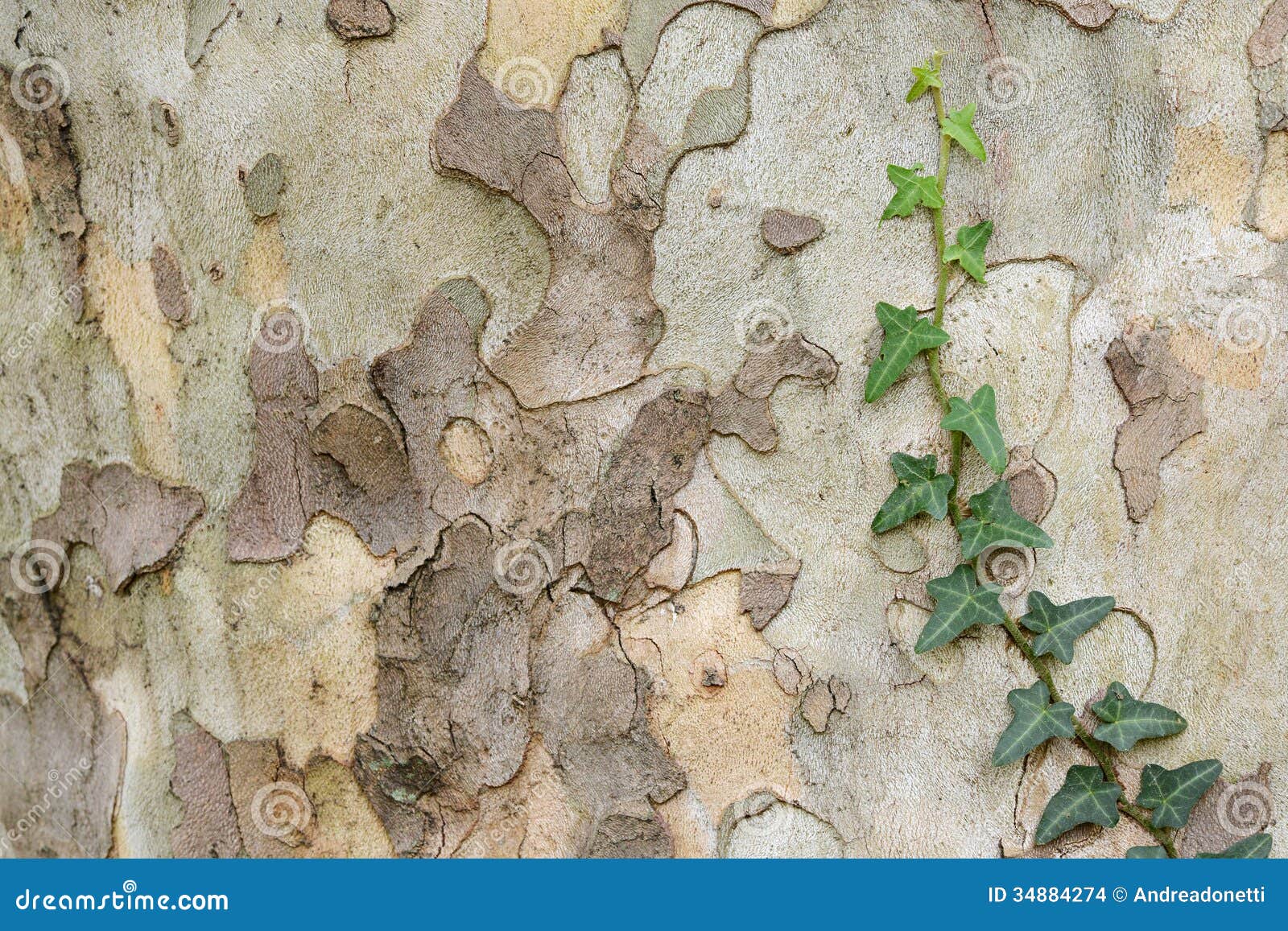 Klimop Op De Schors Van Een Boom Stock Foto - Image of textuur, schors ...