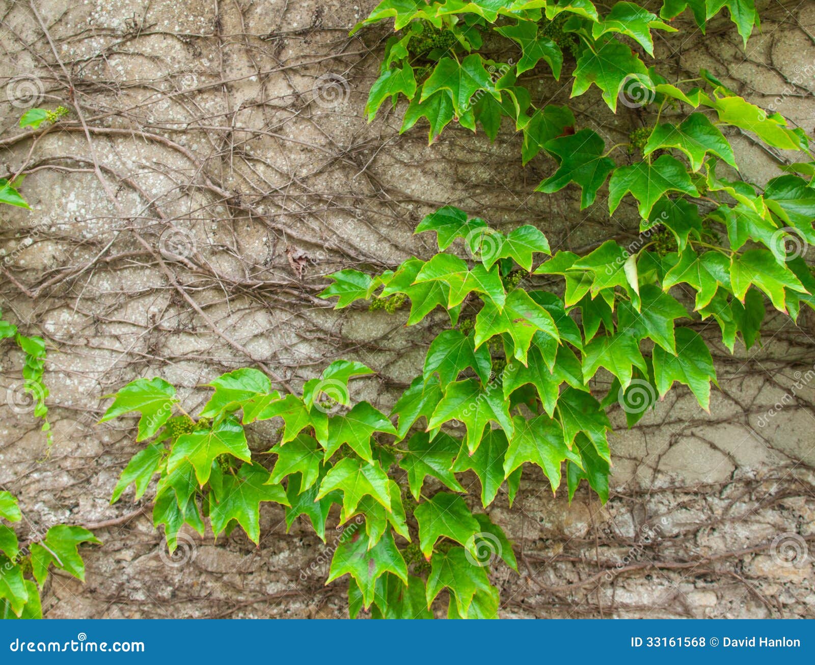 Klimop tegen oude muur stock foto. Image of wijnstok - 33161568