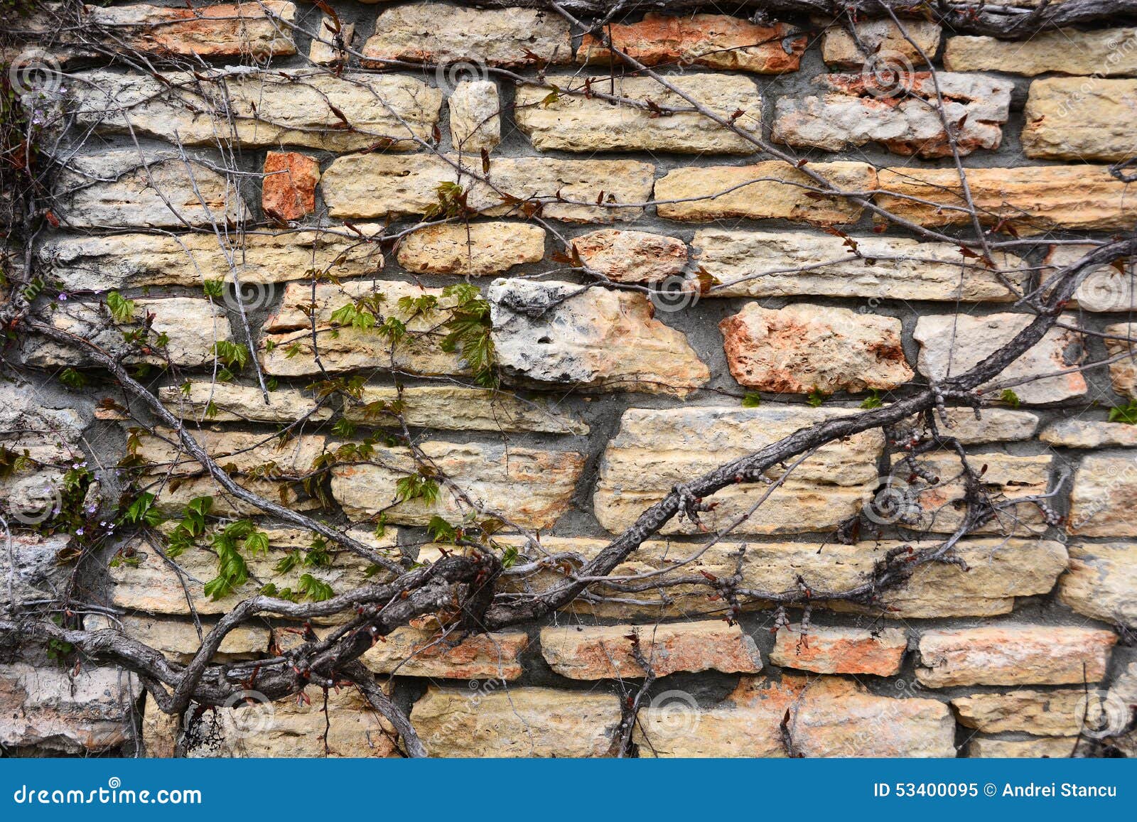 Klimop tegen steenmuur stock afbeelding. Image of doorstaan - 53400095