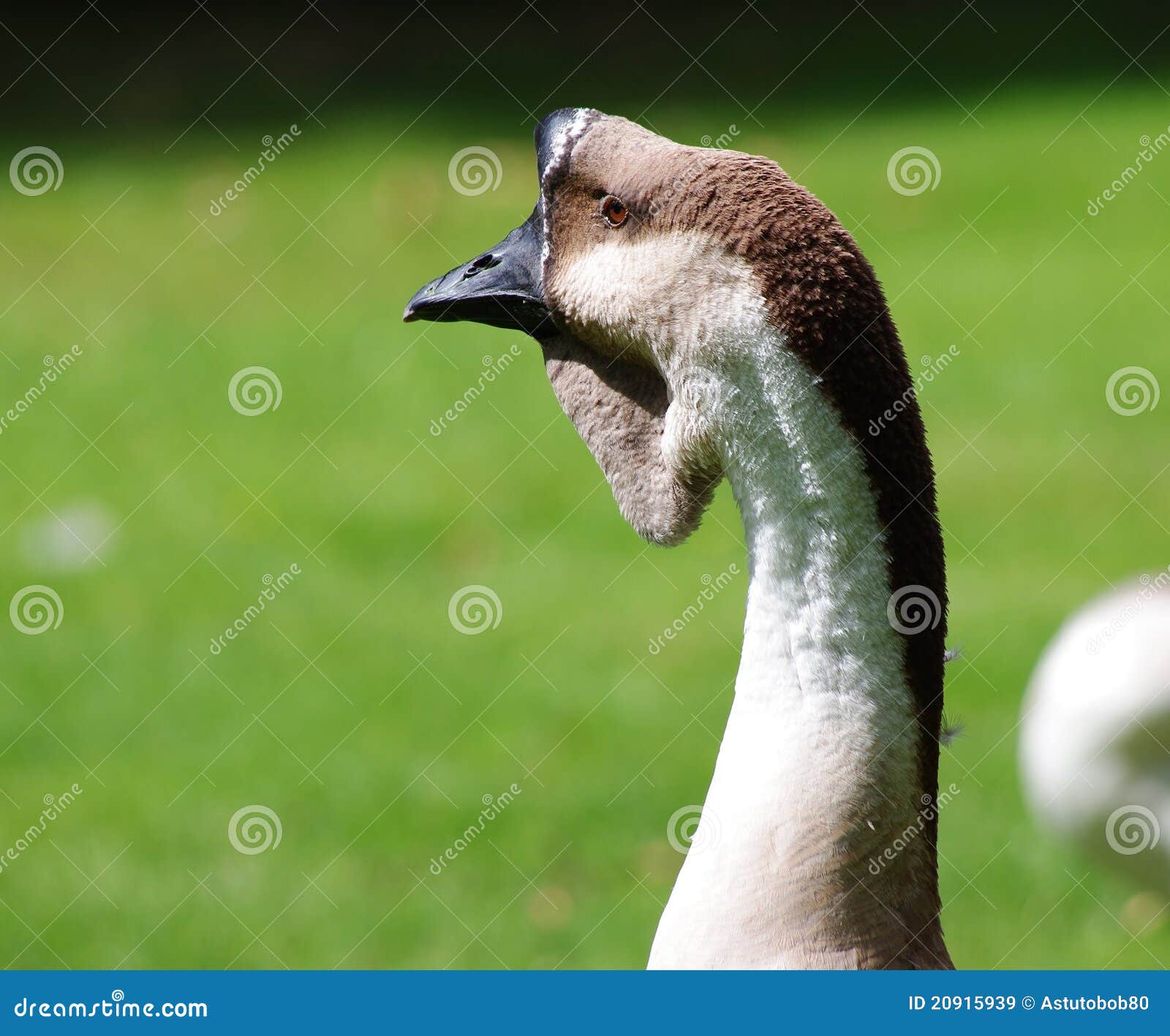 Klingon goose stock image. Image of canards, head, ducks - 20915939
