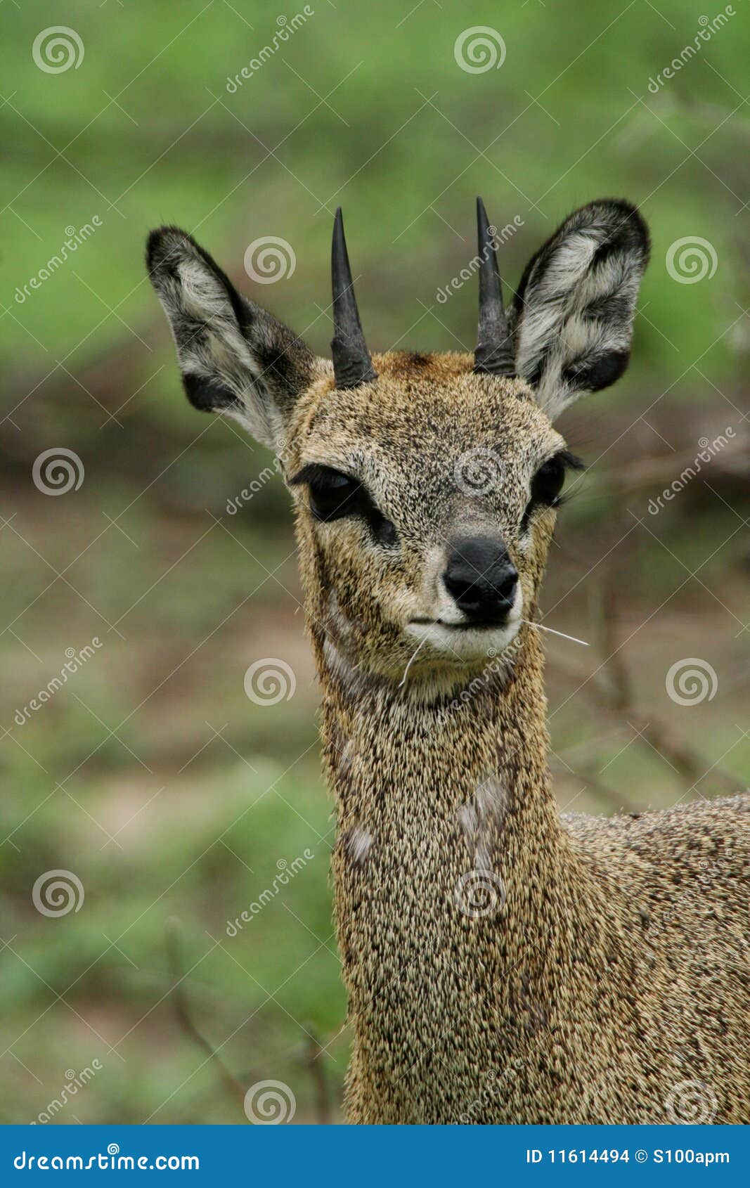 Klipspringer stock photo. Image of alert, hearing, klipspringer - 11614494