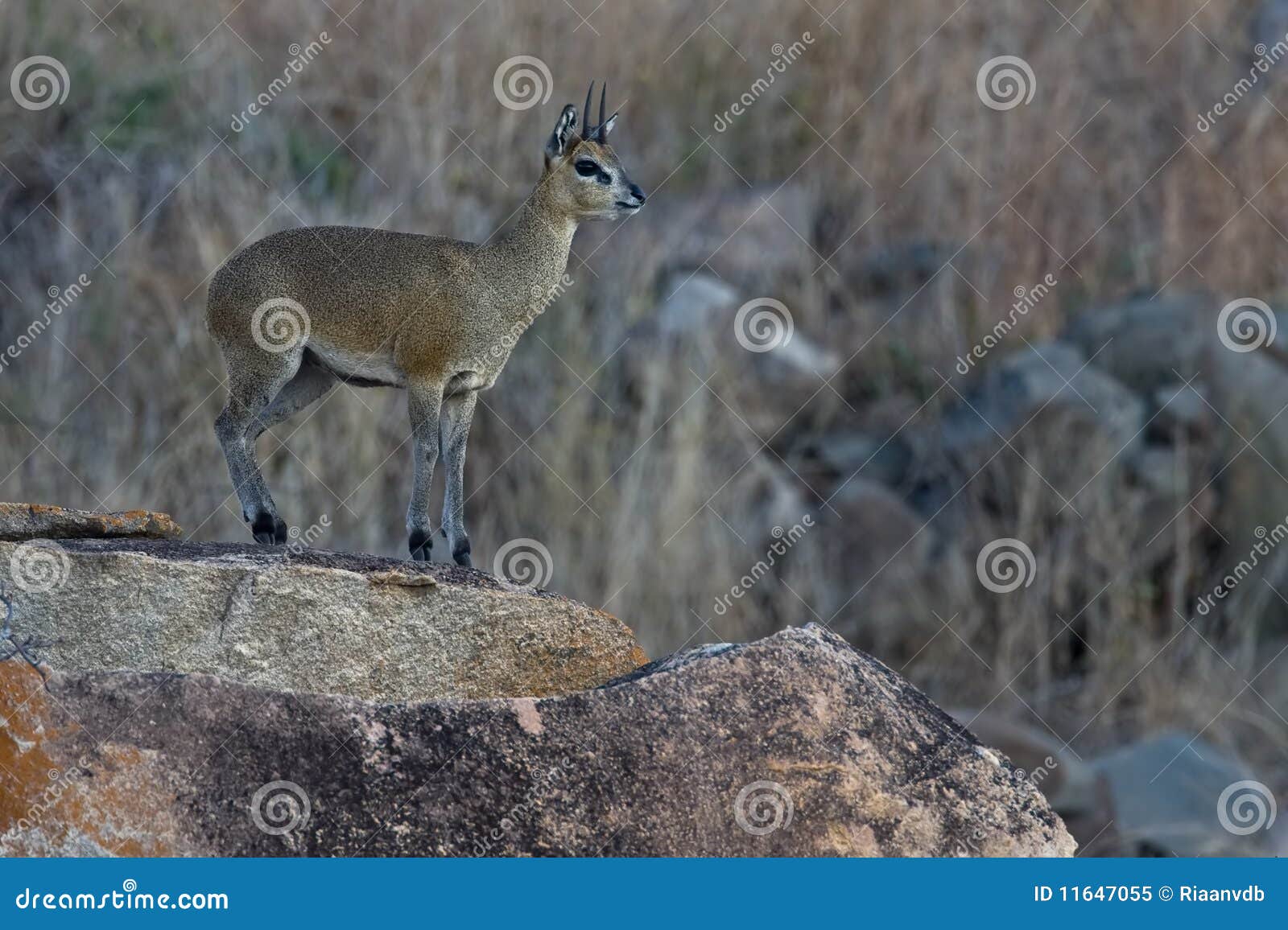 Klipspringer stock image. Image of wilderness, nature - 11647055