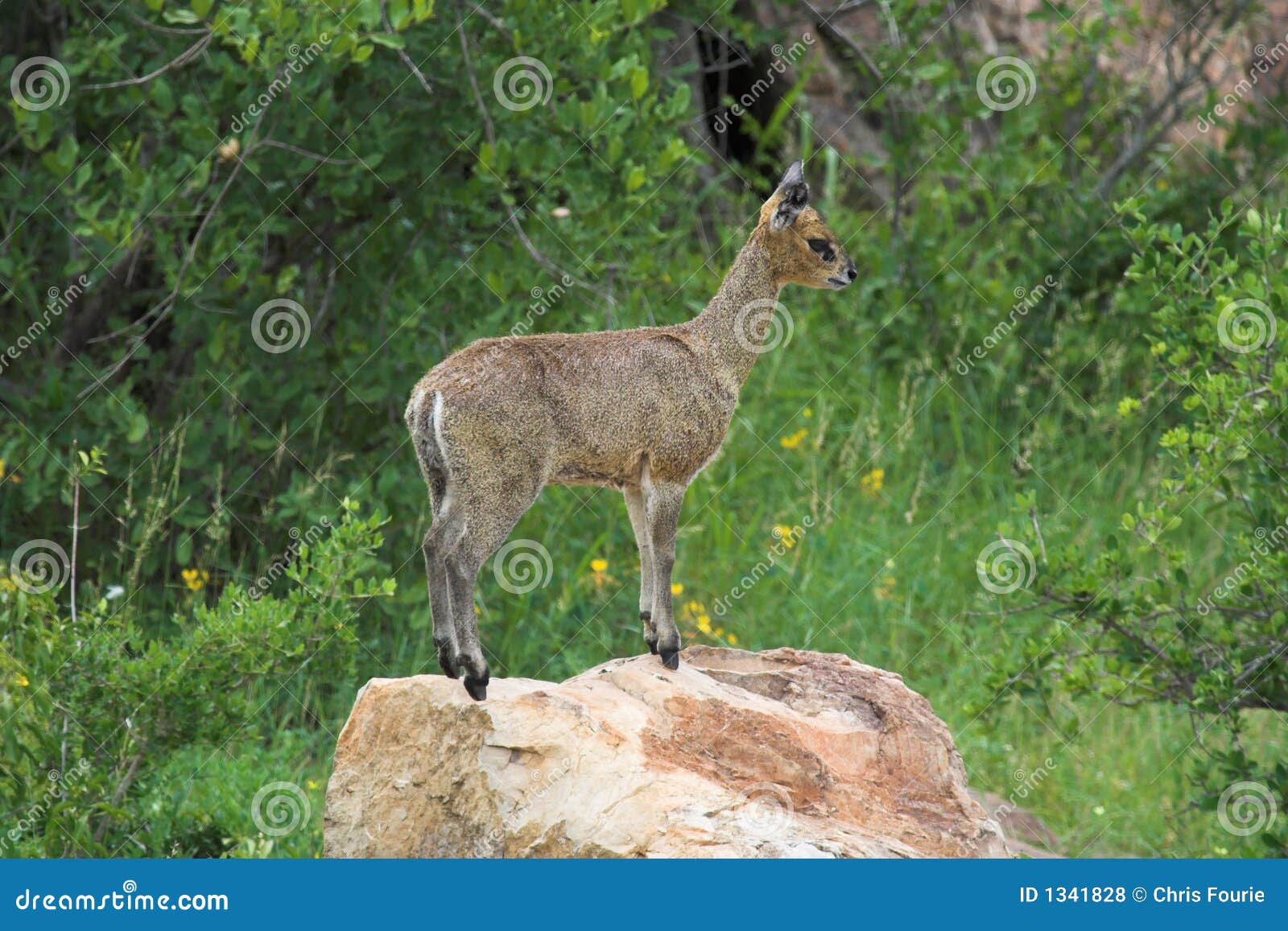 Klipspringer stock photo. Image of bush, african, gazelle - 1341828