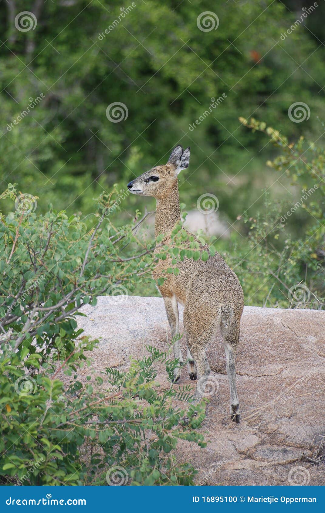Klipspringer stock photo. Image of bush, nature, mapungubwe - 16895100