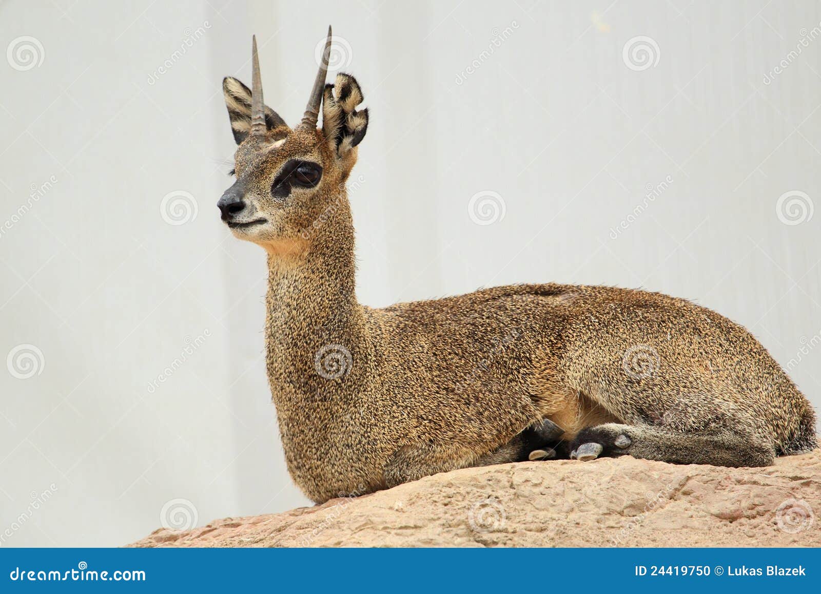 Klipspringer stock photo. Image of klipspringer, antelope - 24419750