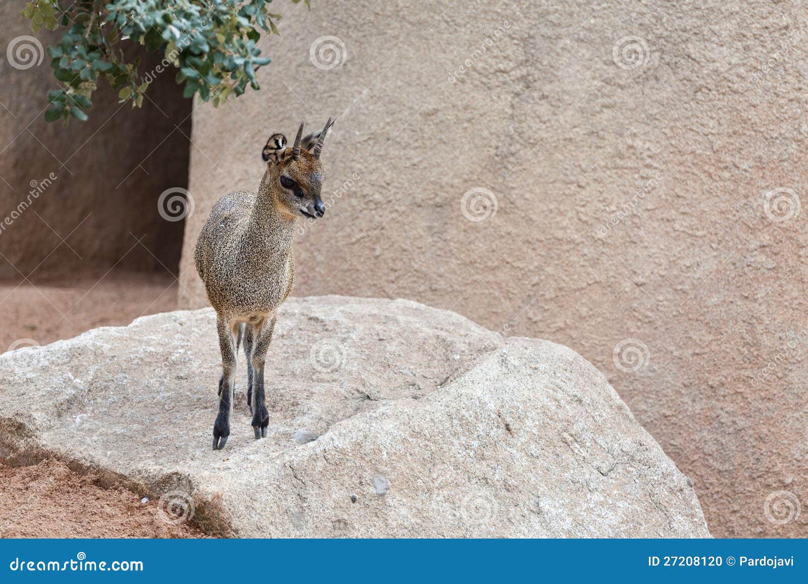 Klipspringer stock photo. Image of green, colour, deer - 27208120