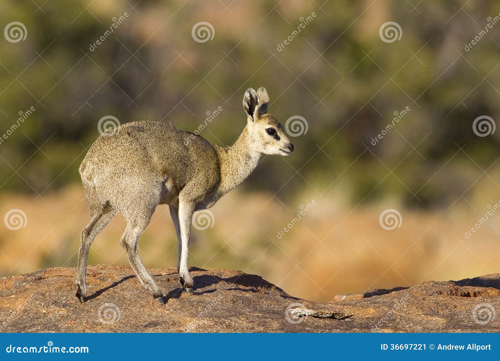 Klipspringer imagen de archivo. Imagen de fauna, meridional - 36697221