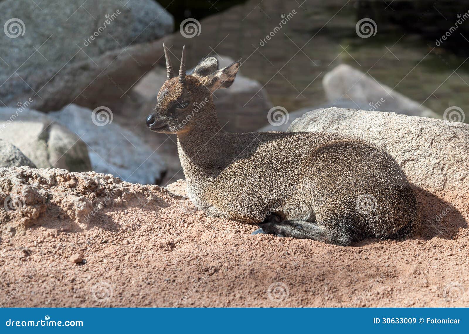 Klipspringer |Antelope stock image. Image of coat, rock - 30633009