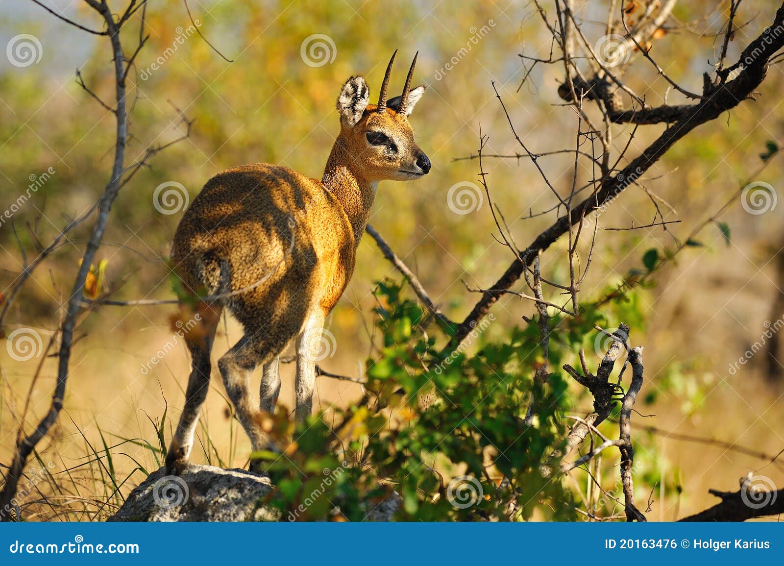 Klipspringer (Oreotragus Oreotragus) Stock Photo - Image of horn, drive ...
