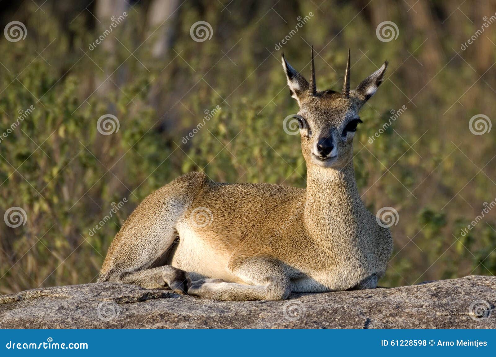 Klipspringer [Oreotragus Oreotragus] Stock Photo - Image of ...