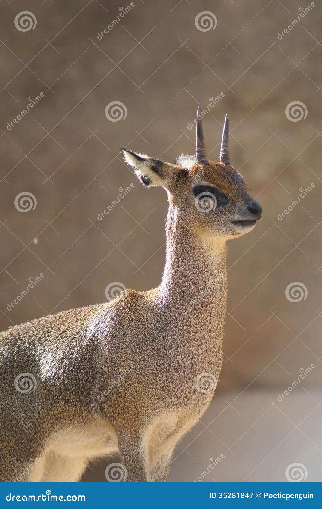 Klipspringer - Oreotragus Oreotragus Stock Image - Image of bush ...