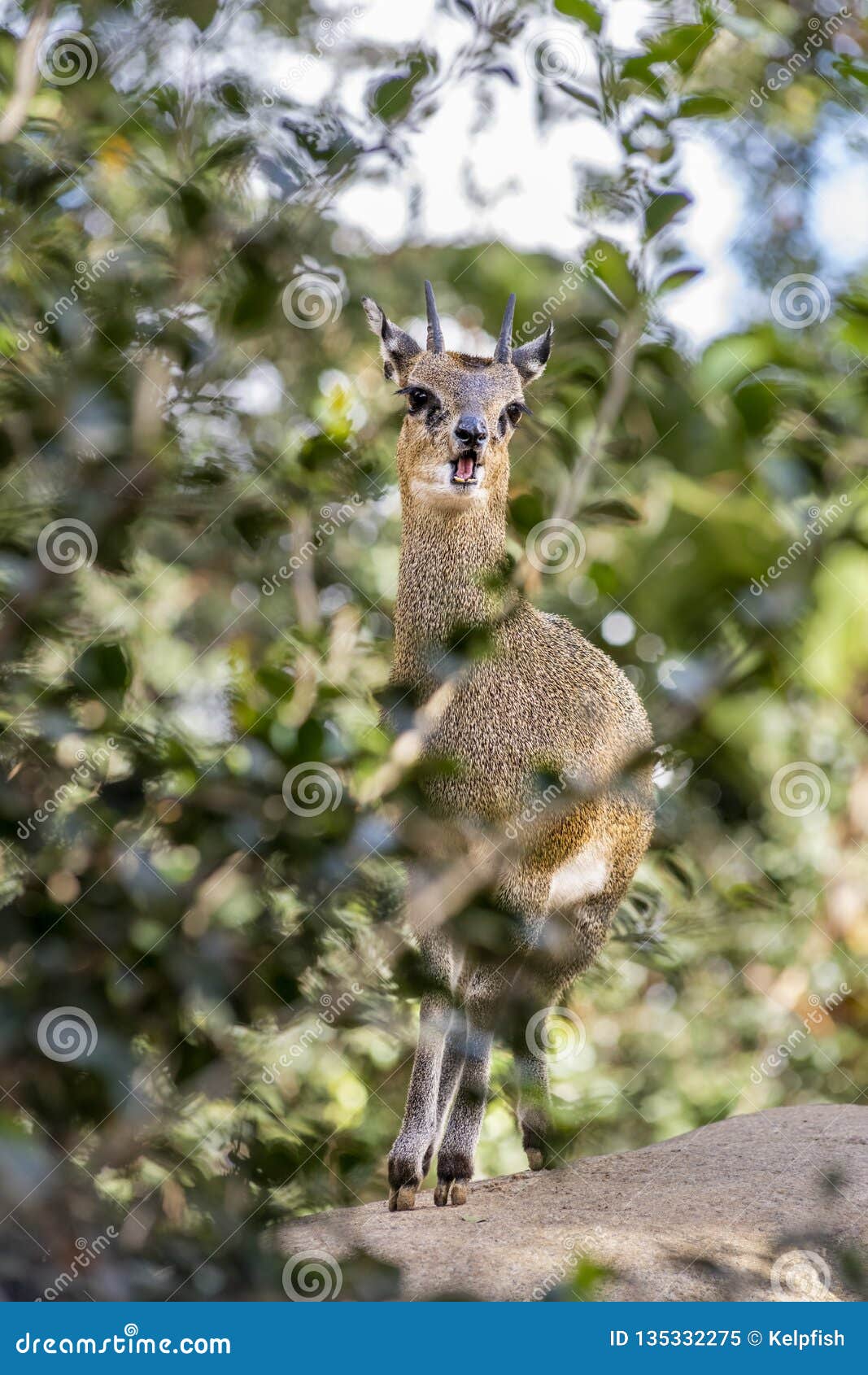 Klipspringer Peering through Trees Stock Image - Image of african, rock ...