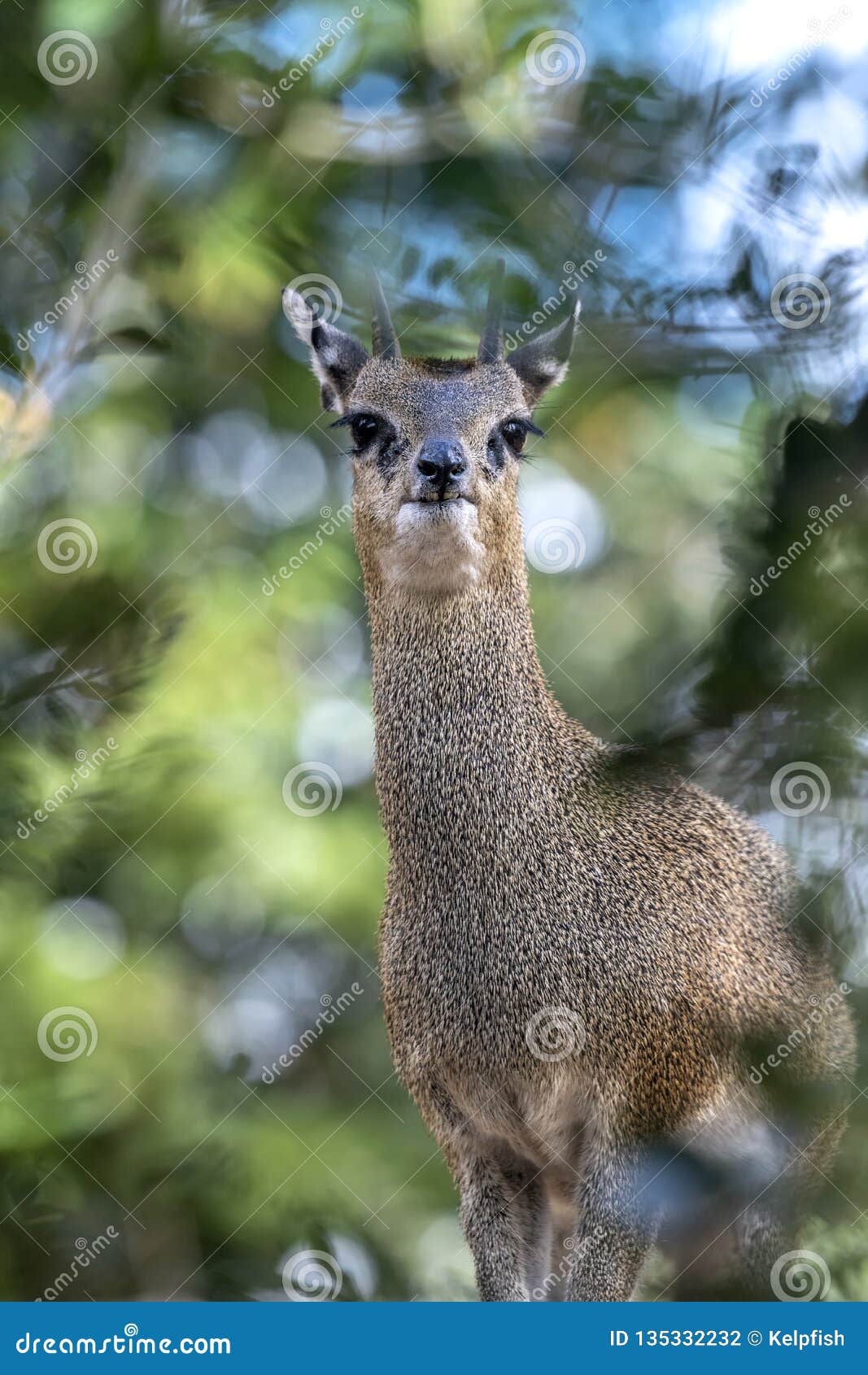 Klipspringer Peering through Trees Stock Photo - Image of afrikaans ...