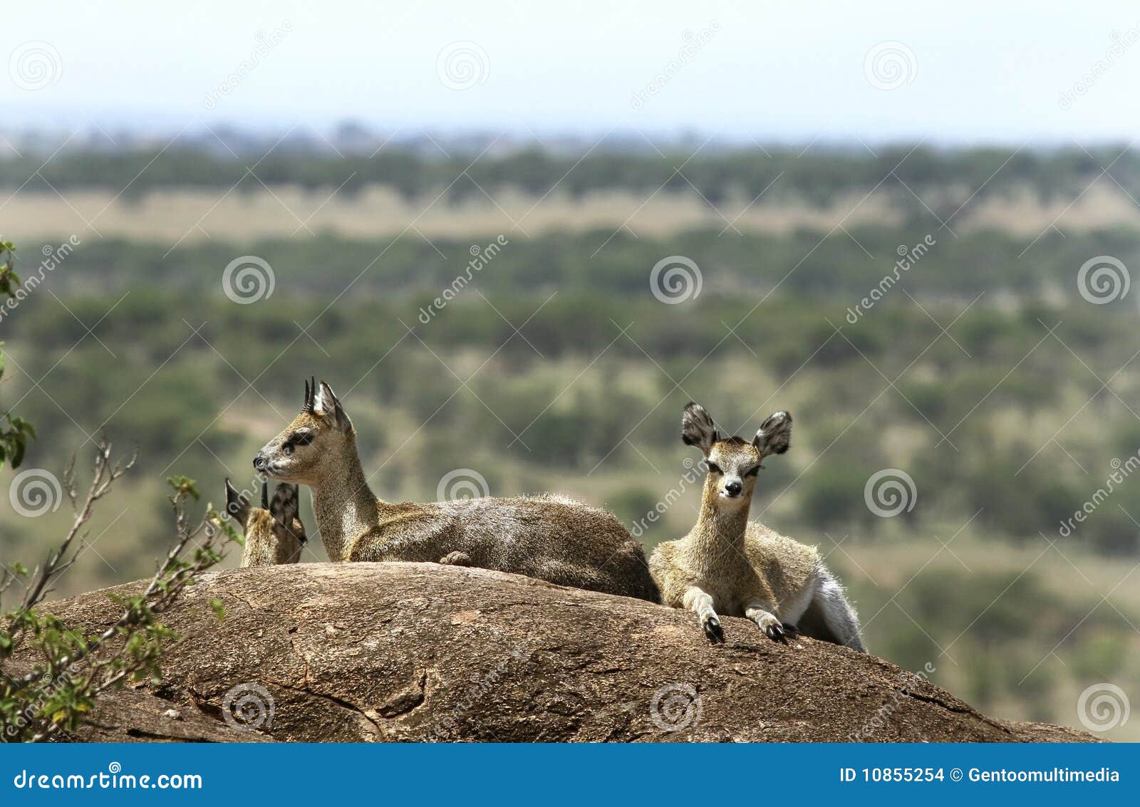 Klipspringers (Oreotragus Oreotragus) Stock Photo - Image of kenya ...