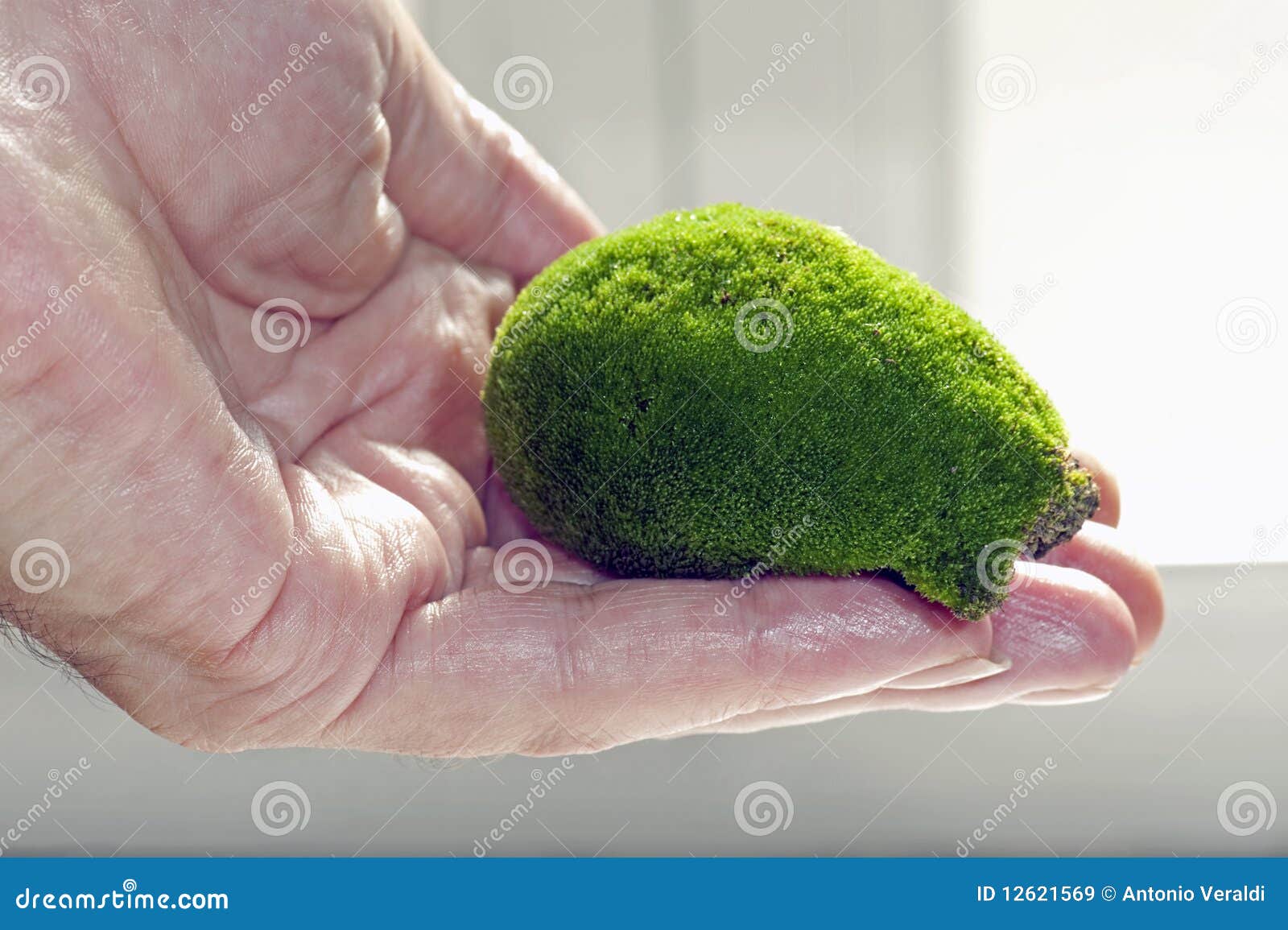 Kluit stock afbeelding. Image of cultuur, groen, breekbaar - 12621569