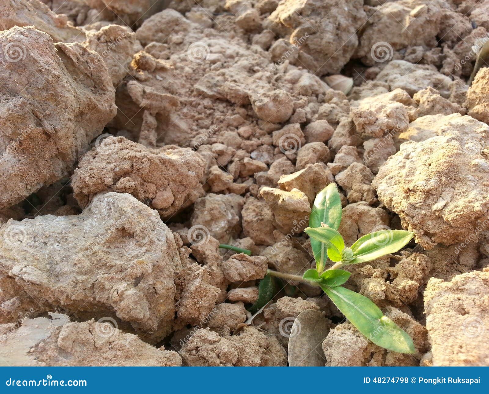 Kluit van aarde stock foto. Image of aarde, staart, bruin - 48274798