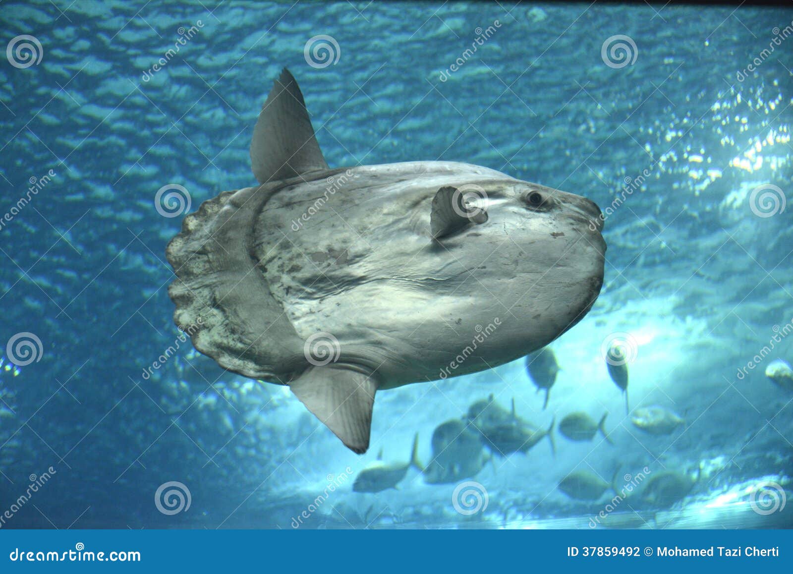 Klumpfisk arkivfoto. Bild av grav, angus, platta, fara - 37859492