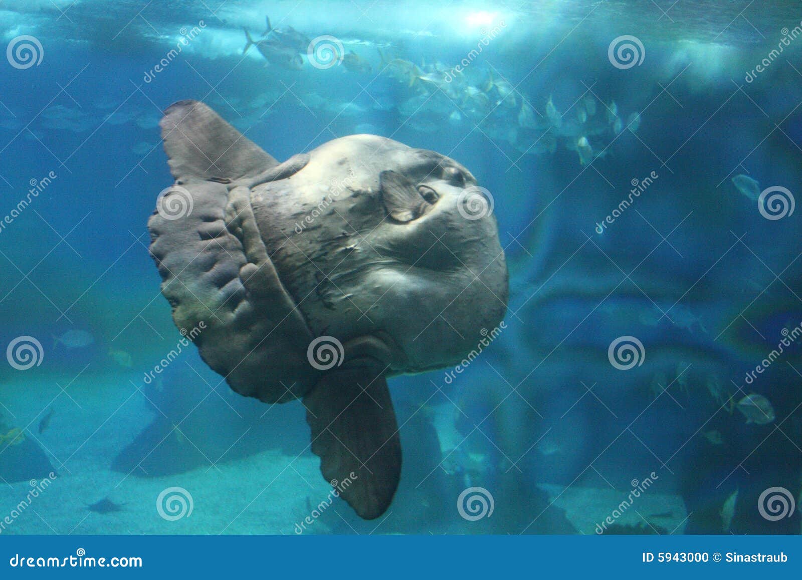 Klumpfisk arkivfoto. Bild av angus, klumpfisk, organism - 5943000