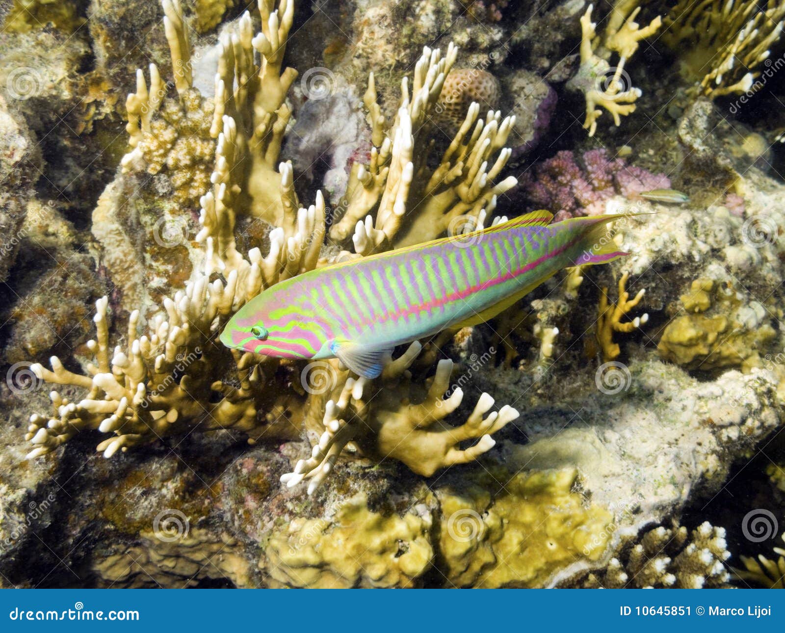 Wrasse Fish Royalty-Free Stock Photography | CartoonDealer.com #73767971