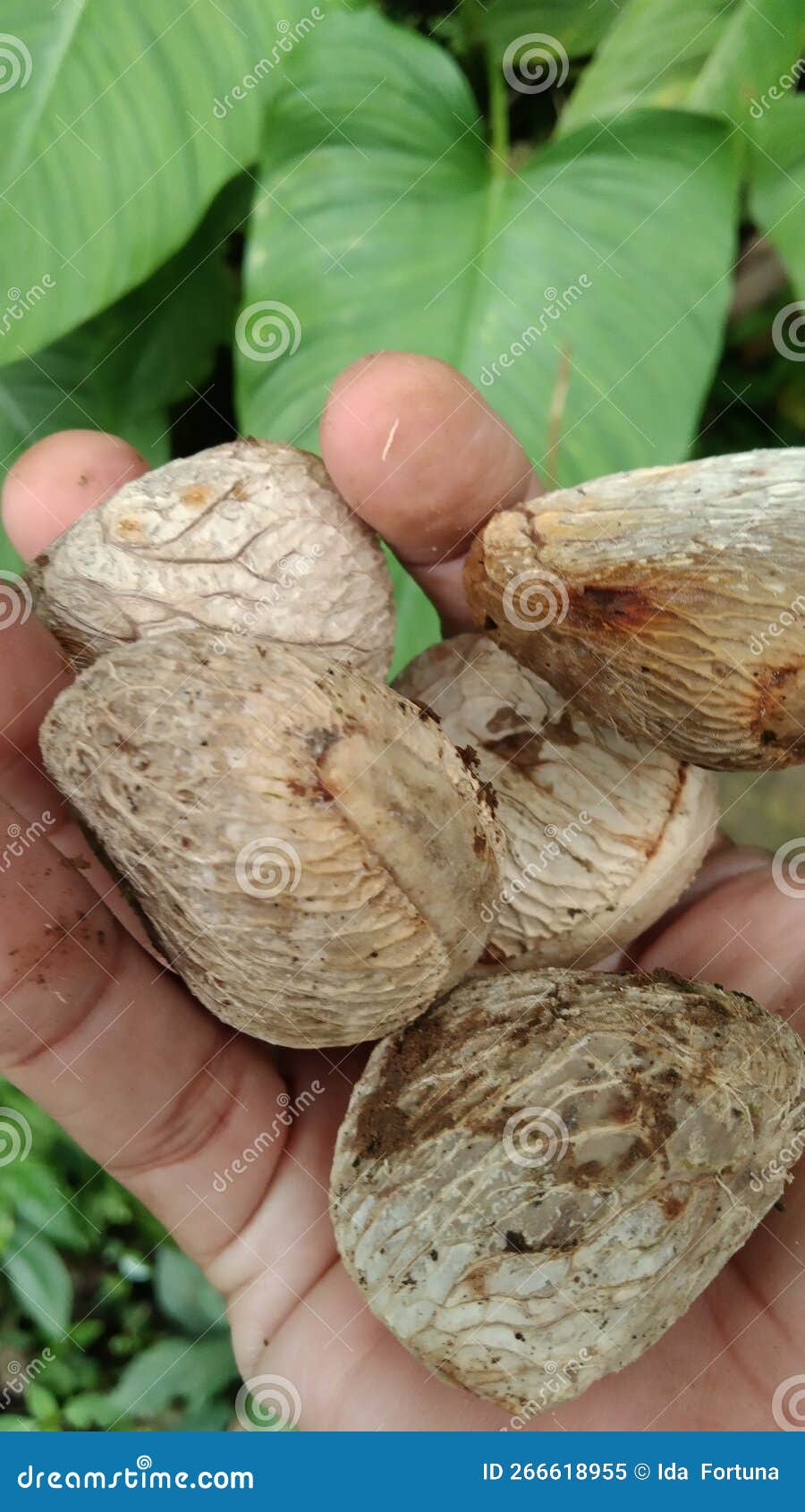 5 Kluwek Seeds in Hand and Leaf Background Stock Image - Image of ...