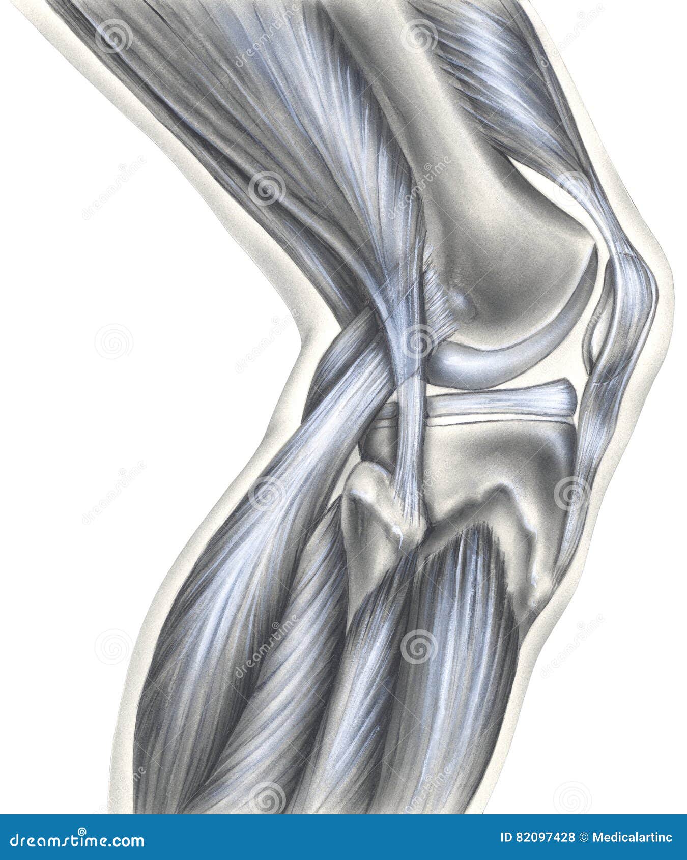 Knä - Ben, Ligament & Muskler Stock Illustrationer - Illustration av ...