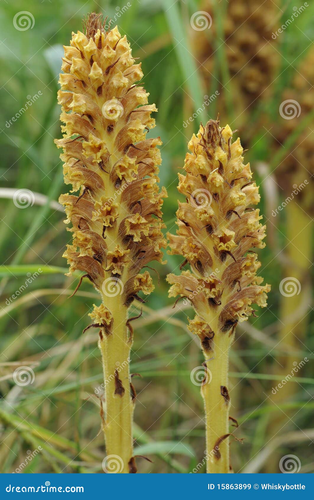 Knapweed Broomrape - Orobanche Elatior Stock Image - Image of wild ...