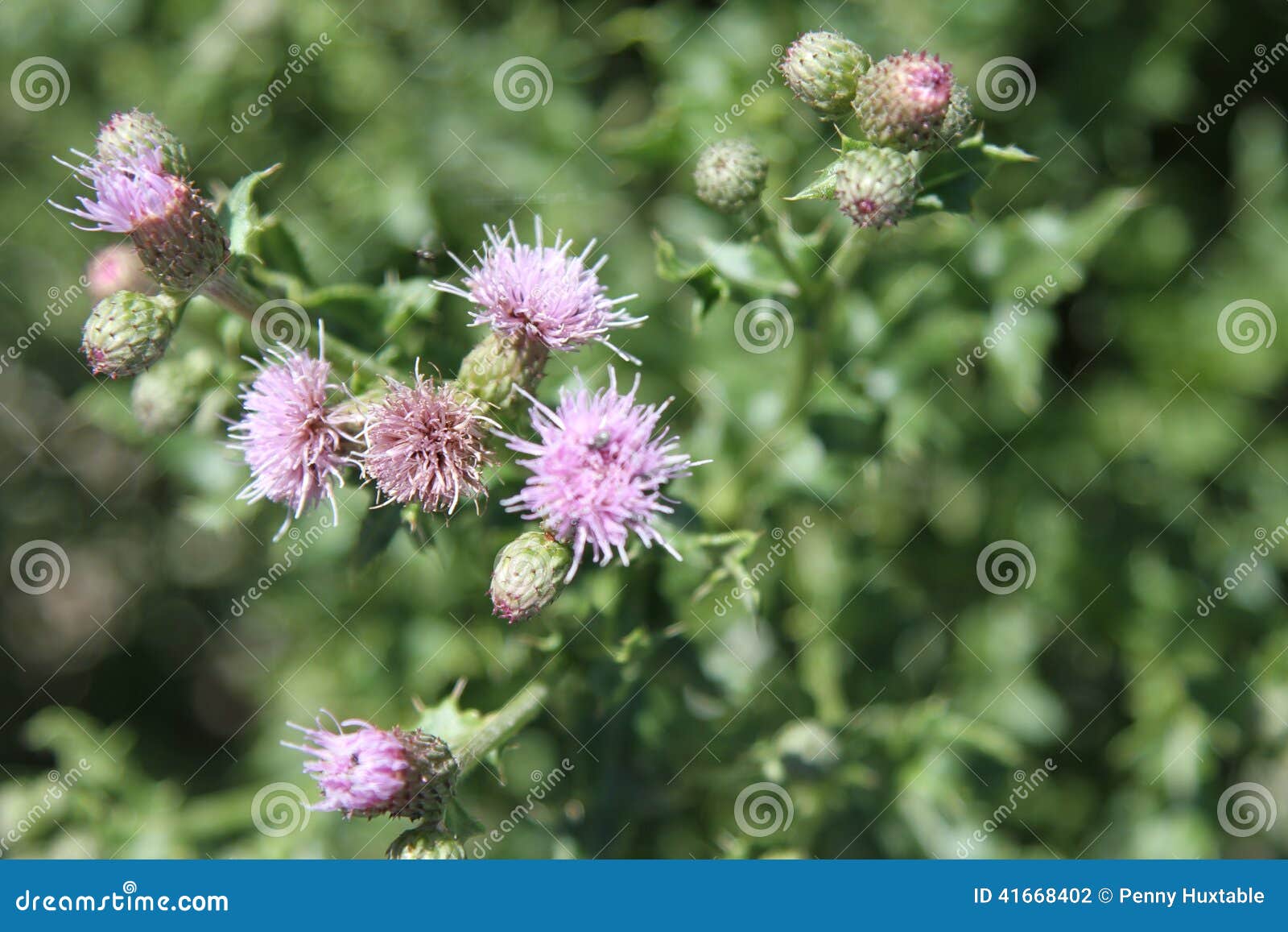 Knapweed Noxious Weed in Bloom Stock Photo - Image of july, weed: 41668402